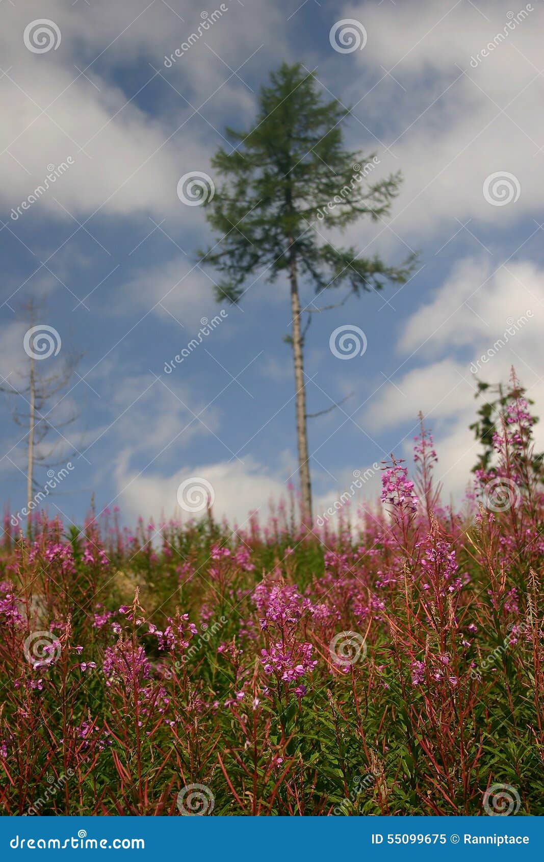 Summery field stock image. Image of forest, hill, meadow - 55099675