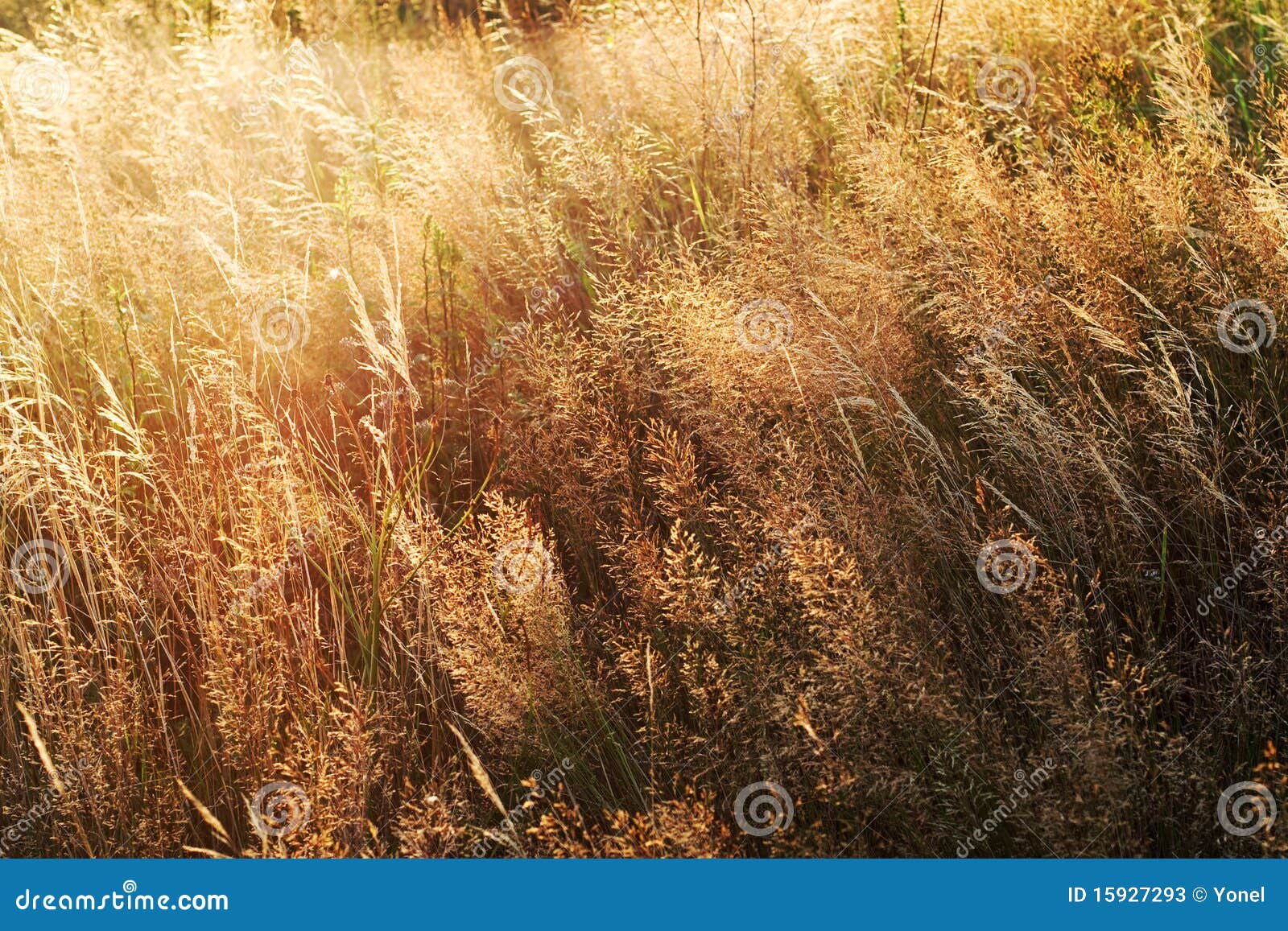 Summery grass. stock image. Image of lush, peaceful, setting - 15927293
