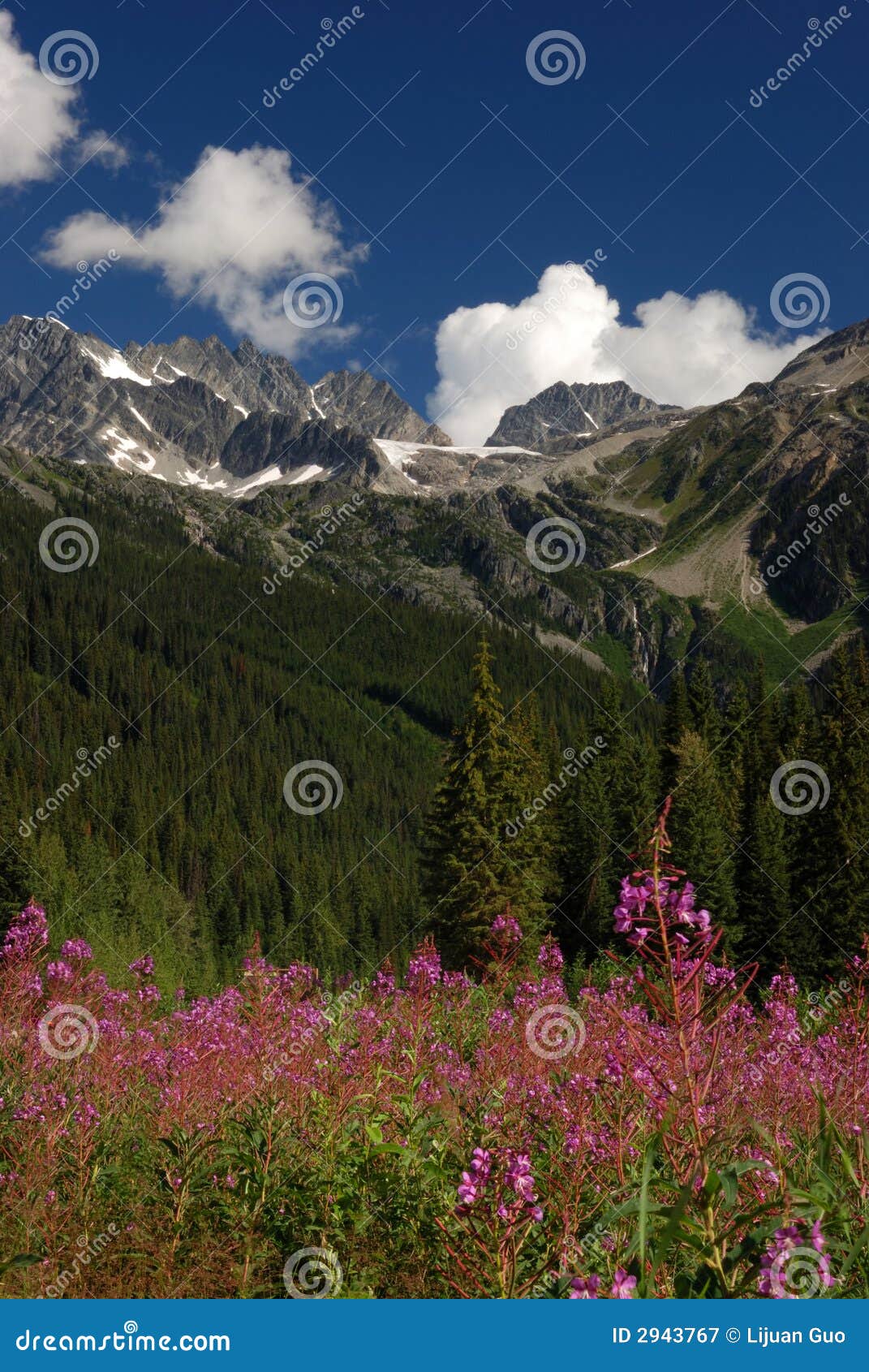 Summit of rogers pass stock image. Image of cedar, cliff - 2943767