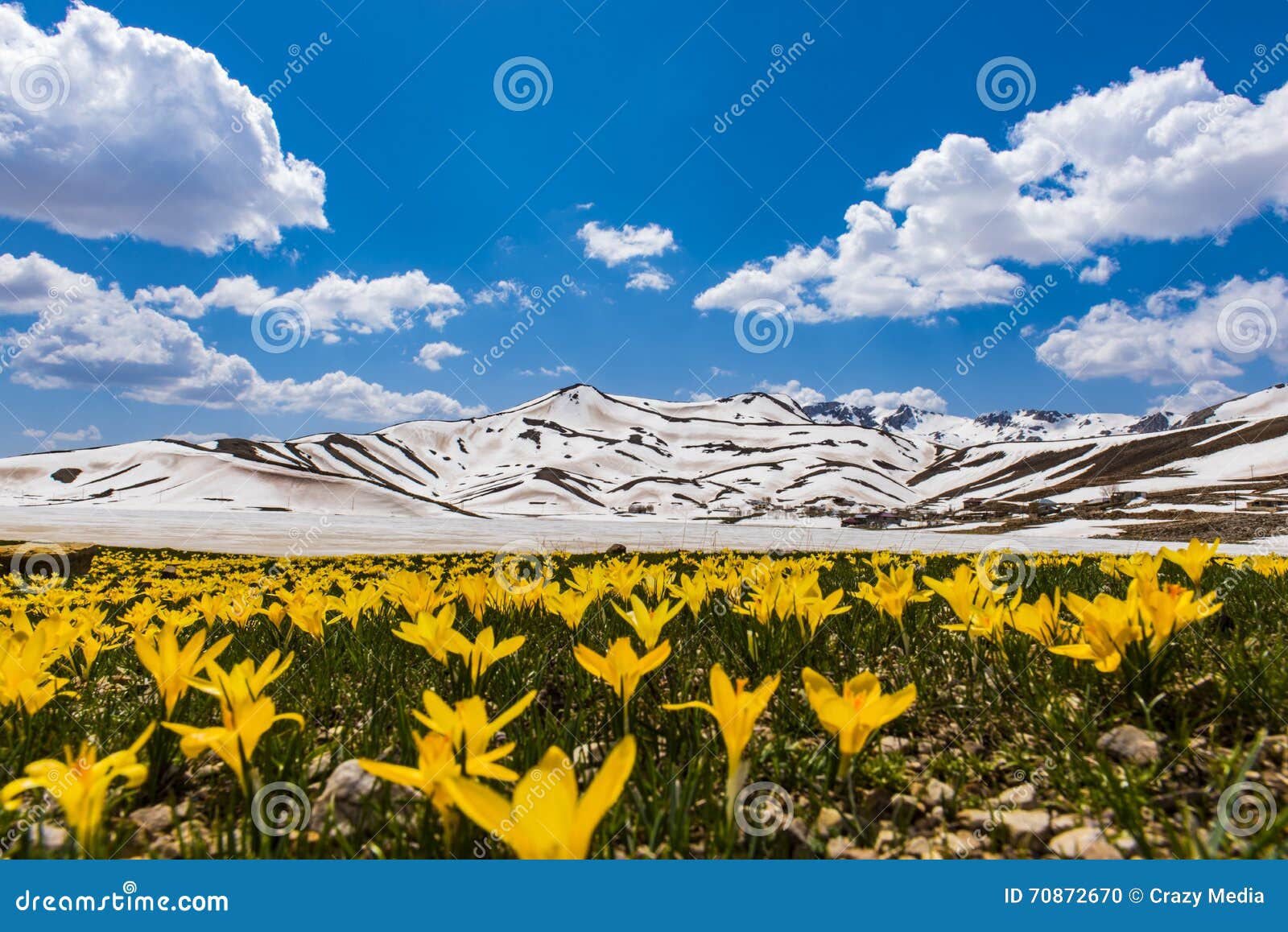 Summit Spring Beauties in the Mountains Stock Photo - Image of flowers ...