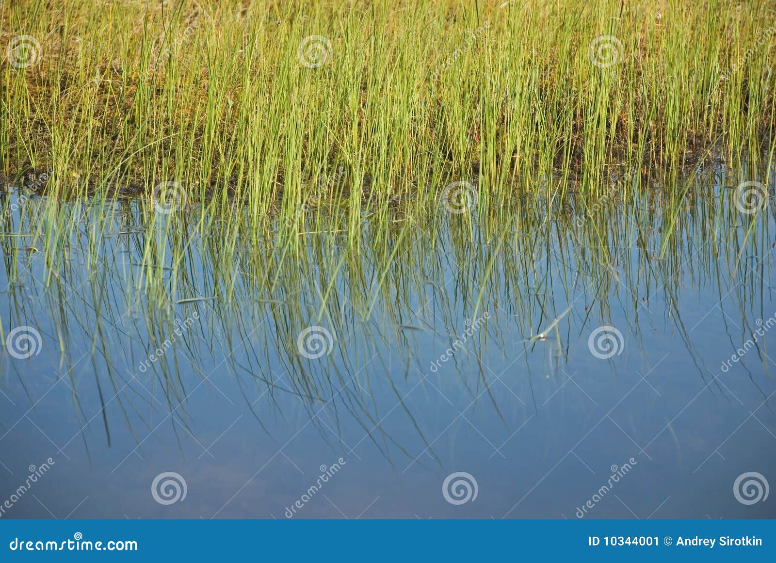 Sumpf stockbild. Bild von sumpf, morast, kraut, grün - 10344001