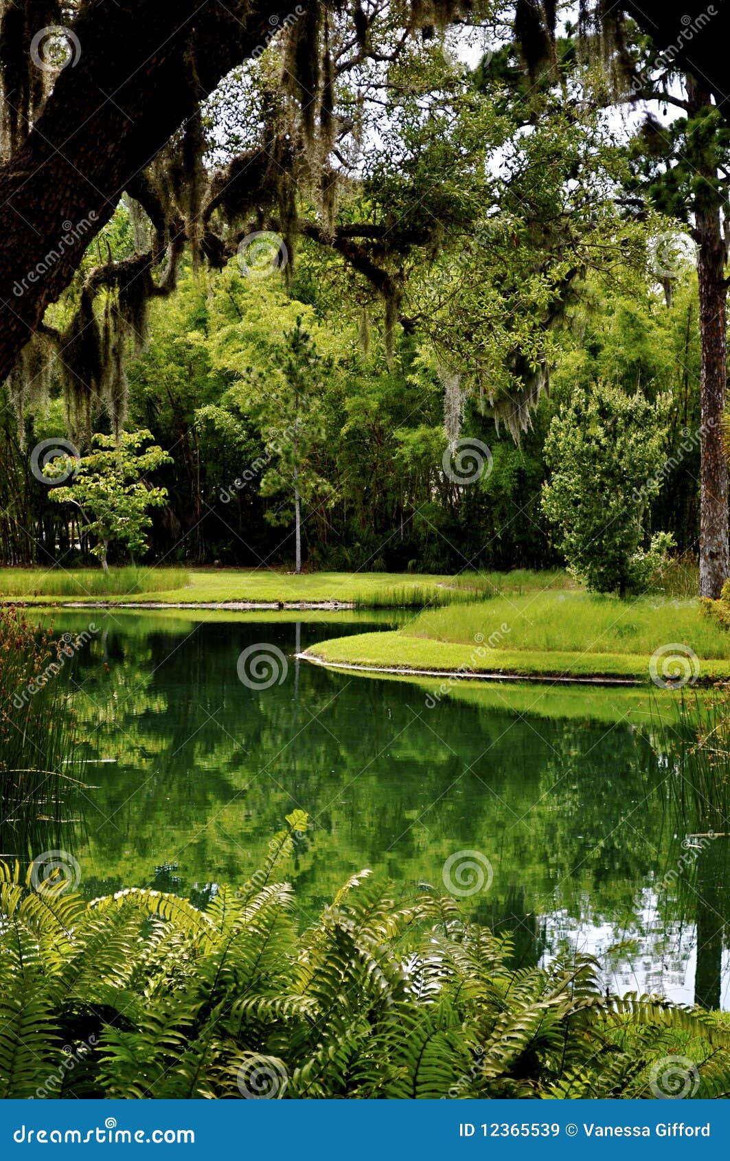 Sumpf stockbild. Bild von bayou, moos, unglücksbote, grün - 12365539