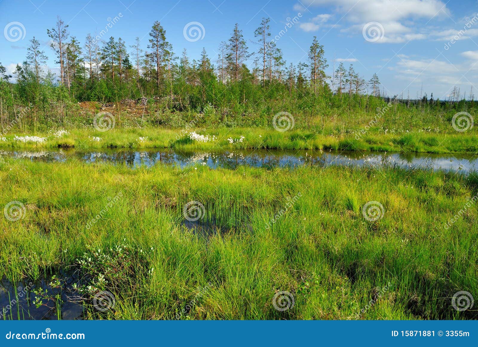 Sumpf stockbild. Bild von sumpf, wasser, sommer, landschaft - 15871881