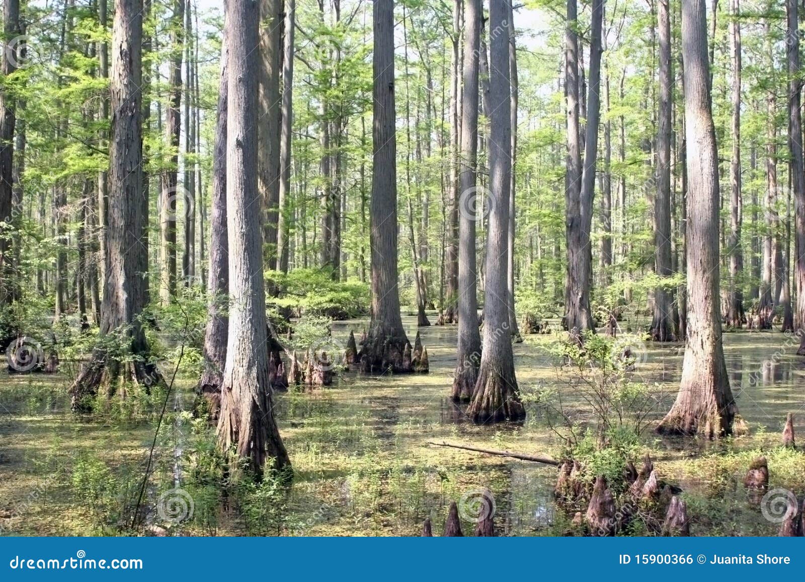 Sumpf stockfoto. Bild von zypresse, nave, sumpf, feuchtgebiete - 15900366