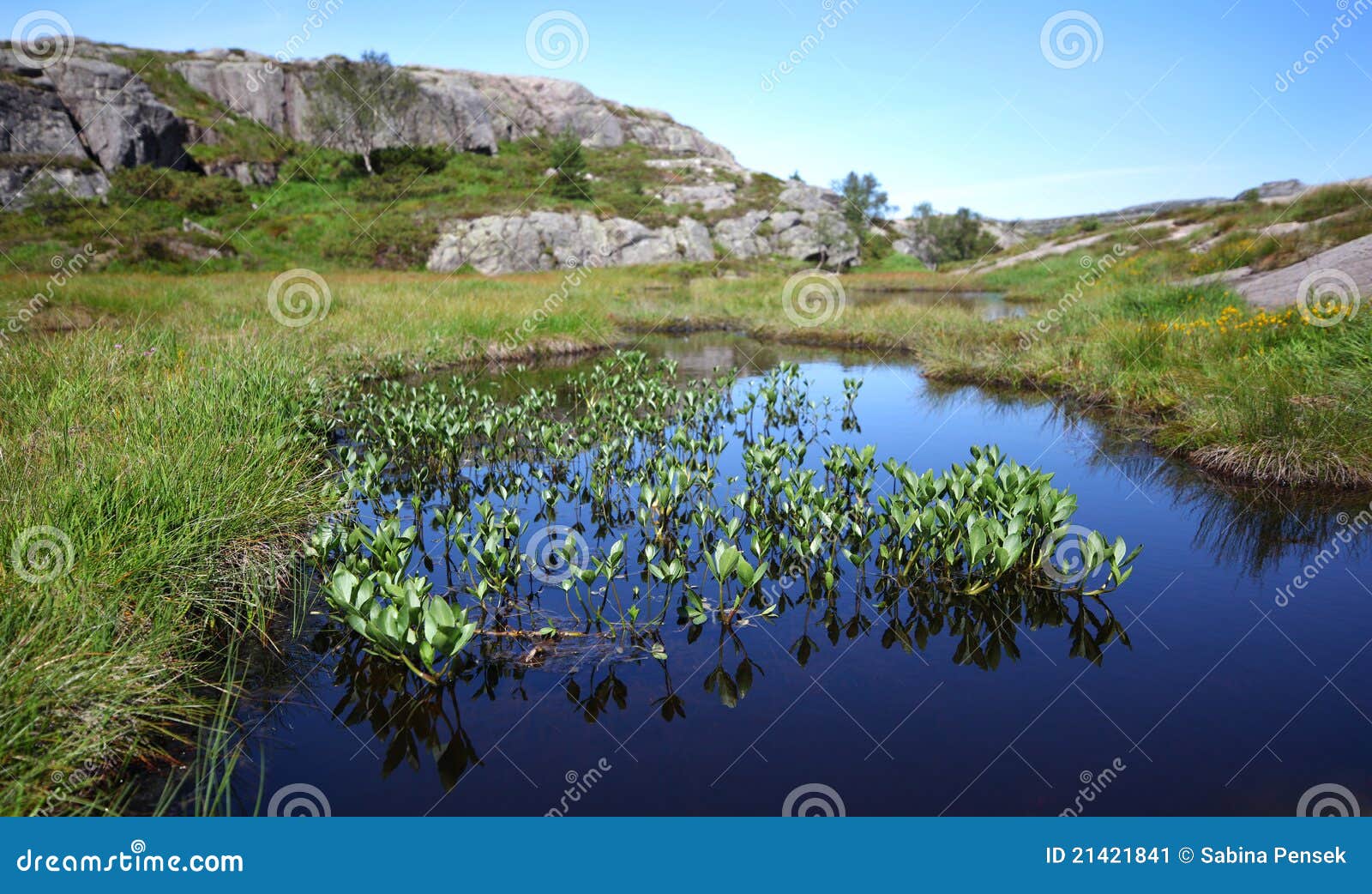 Sumpf stockbild. Bild von park, hölzern, wasser, nave - 21421841