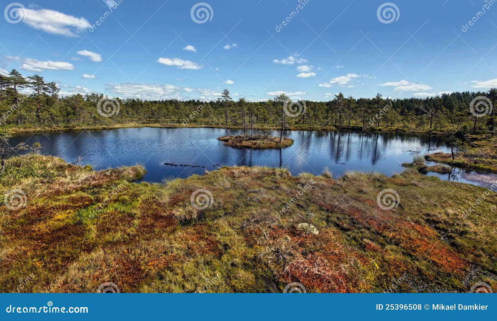 Sumpf stockfoto. Bild von wasser, nave, oekosystem, schweden - 25396508