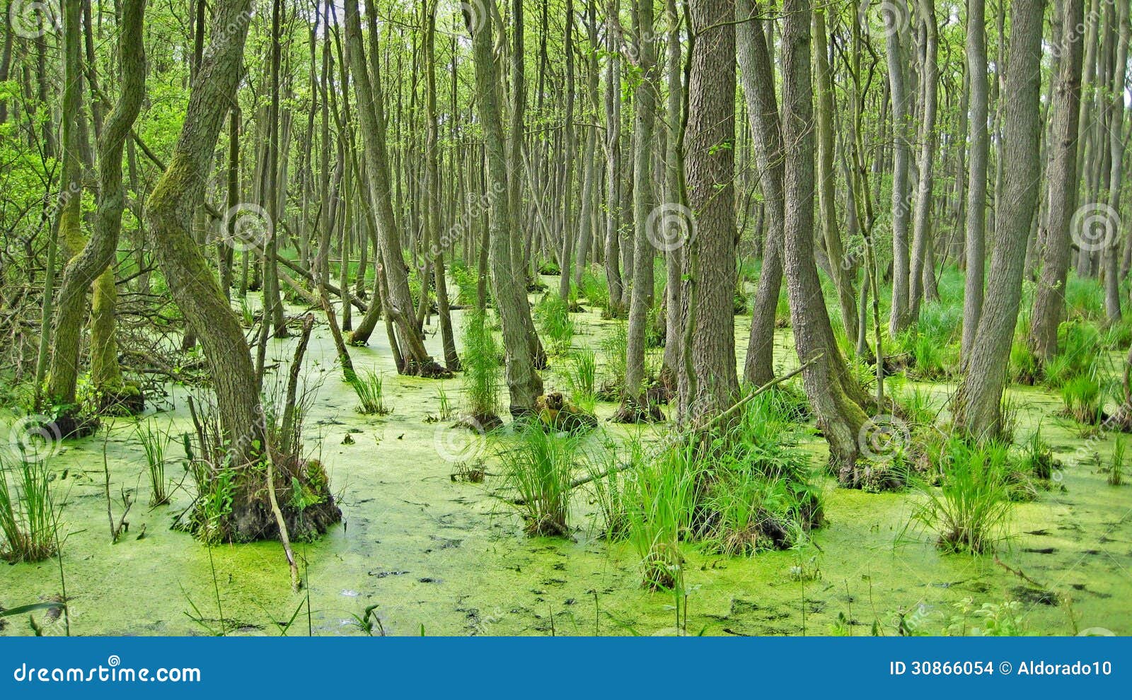 Sumpf stockfoto. Bild von sumpfig, teich, jahreszeit - 30866054