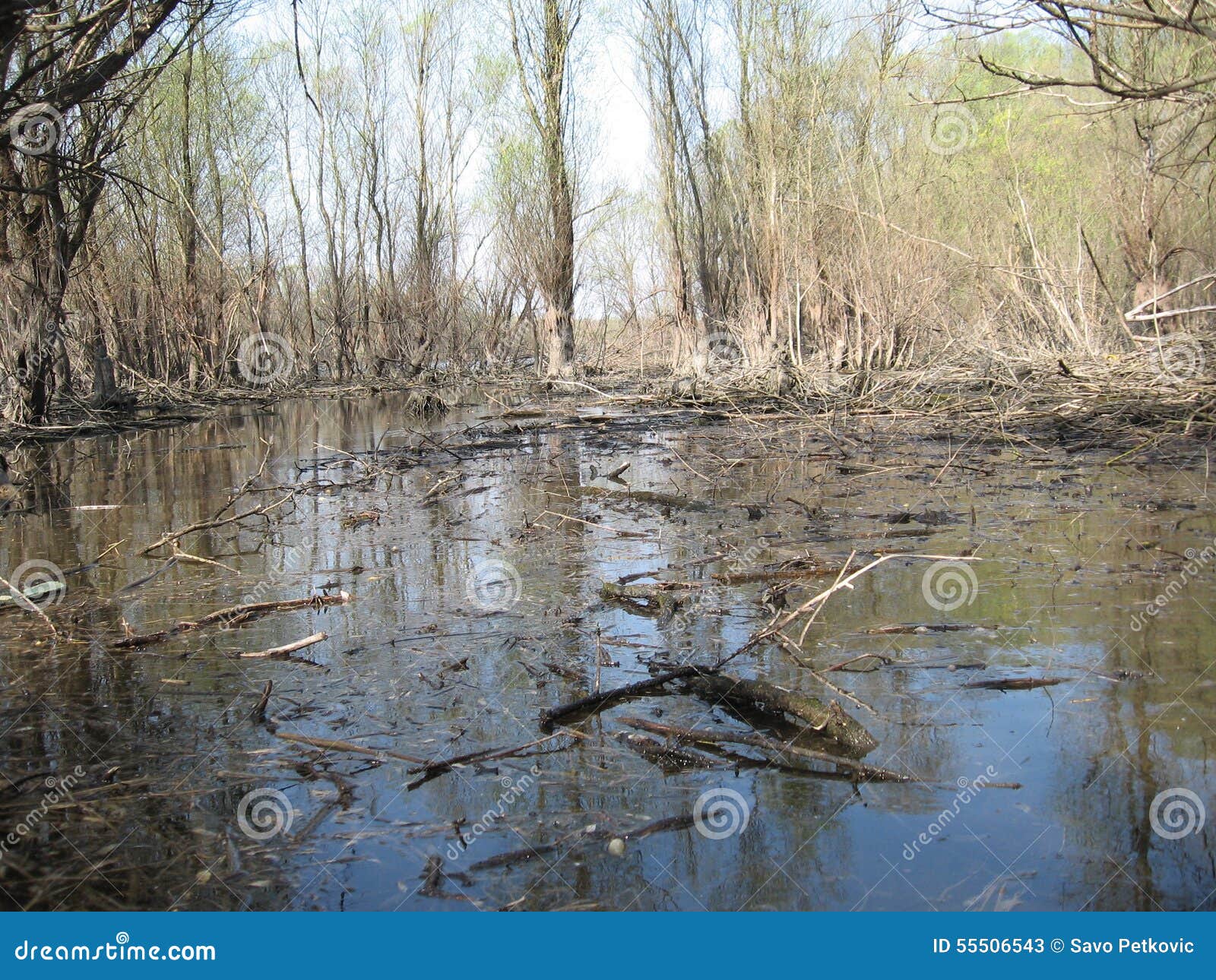 Sumpf stockbild. Bild von voll, baum, wasser, sumpf, überreste - 55506543