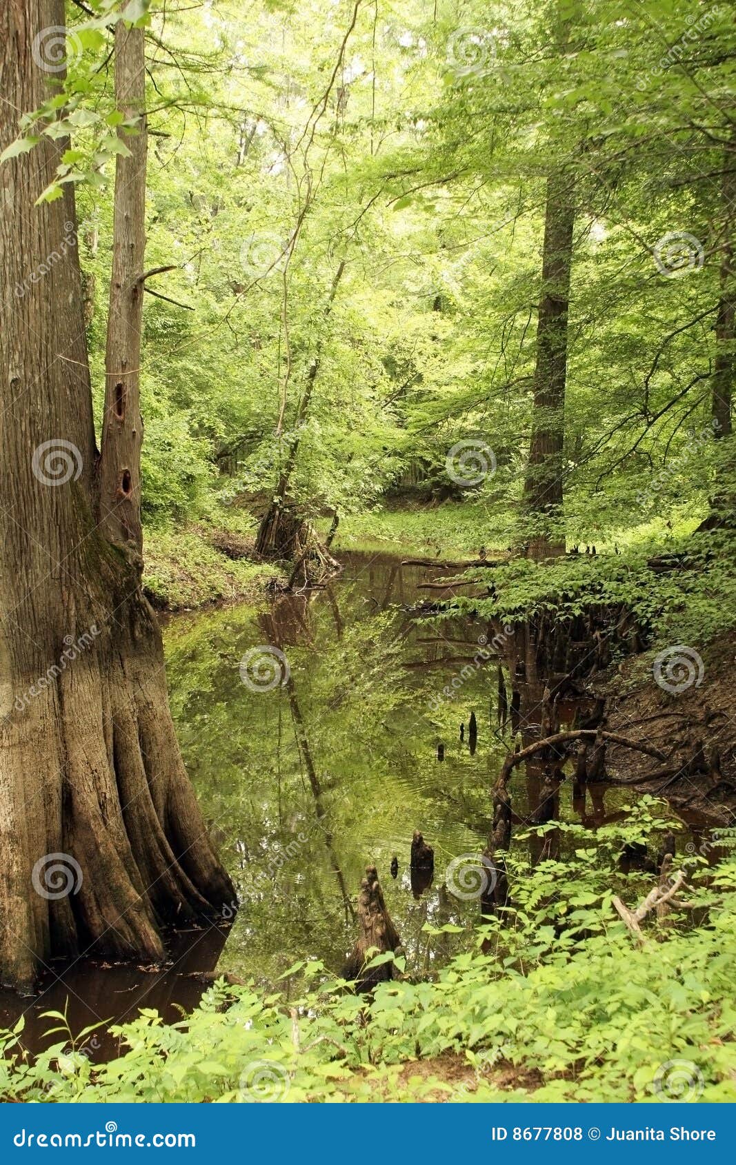 Sumpf stockfoto. Bild von sumpfgebiete, knie, wildnis - 8677808