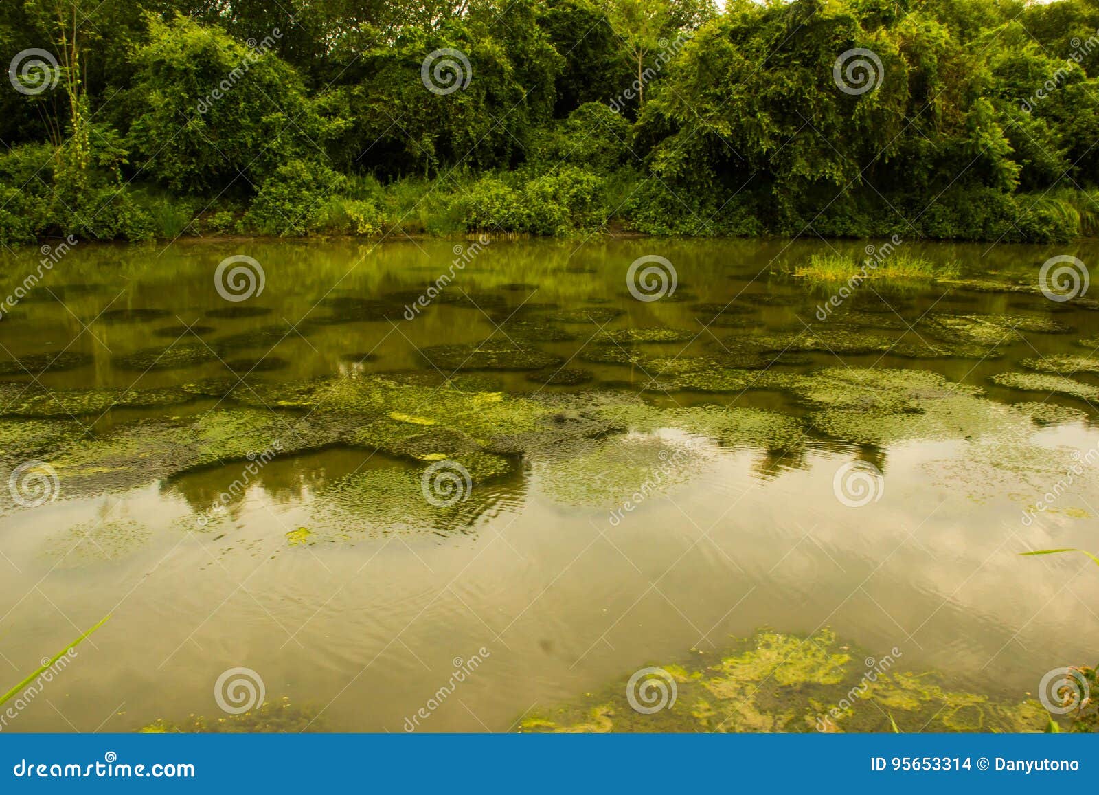 Sumpf stockfoto. Bild von sumpf, grün, planen, wasser - 95653314