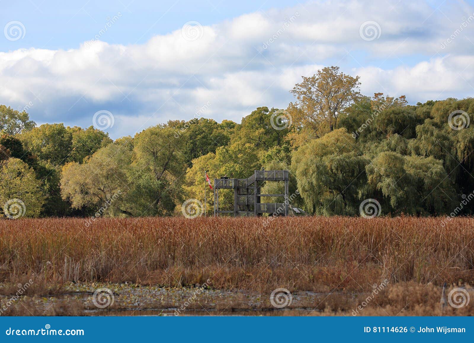 Sumpf Im Herbst Mit Schilfen Und Weiden Stockfoto - Bild von landschaft ...