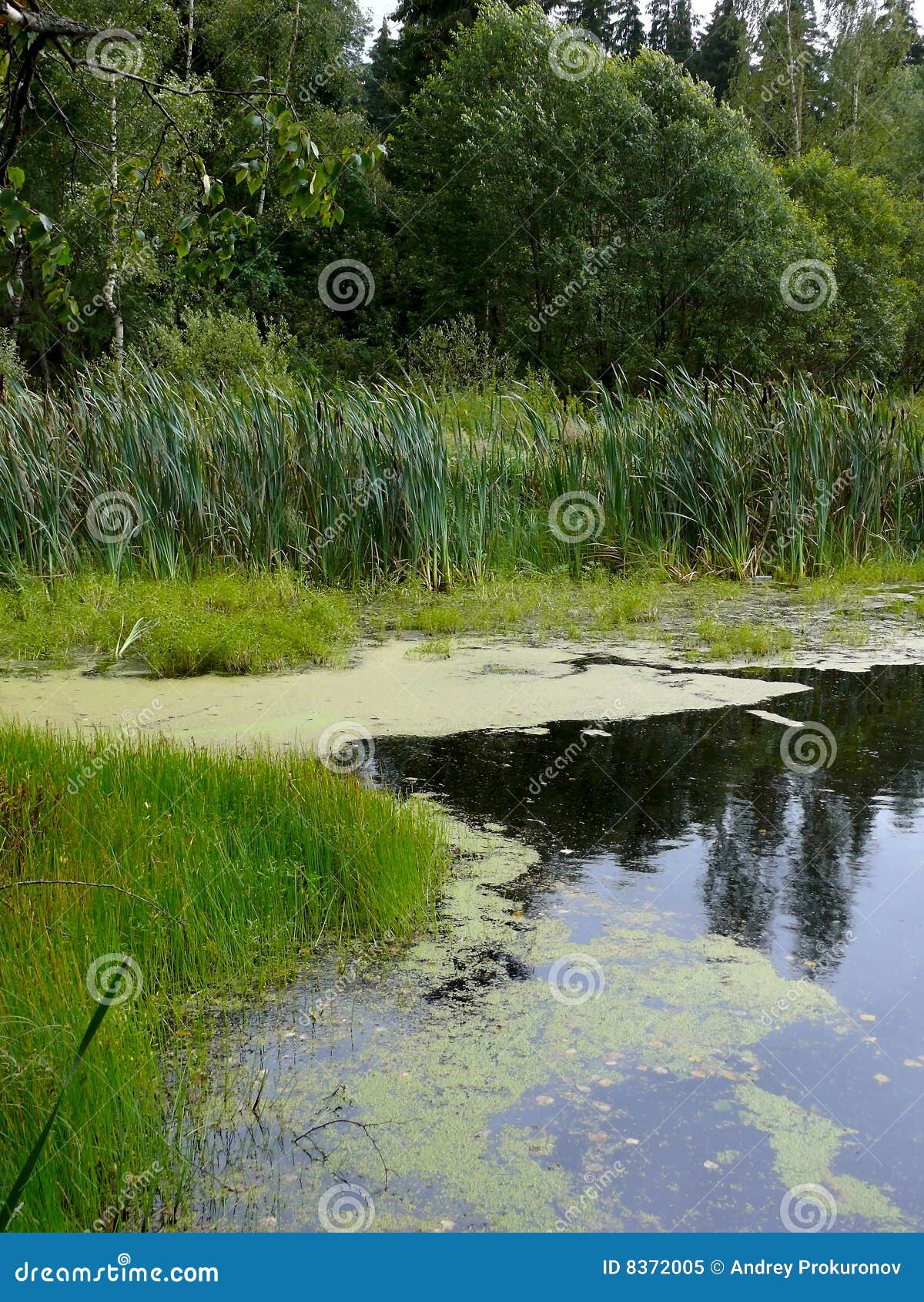 Sumpf Im Holz. Bild Bild: 8372005