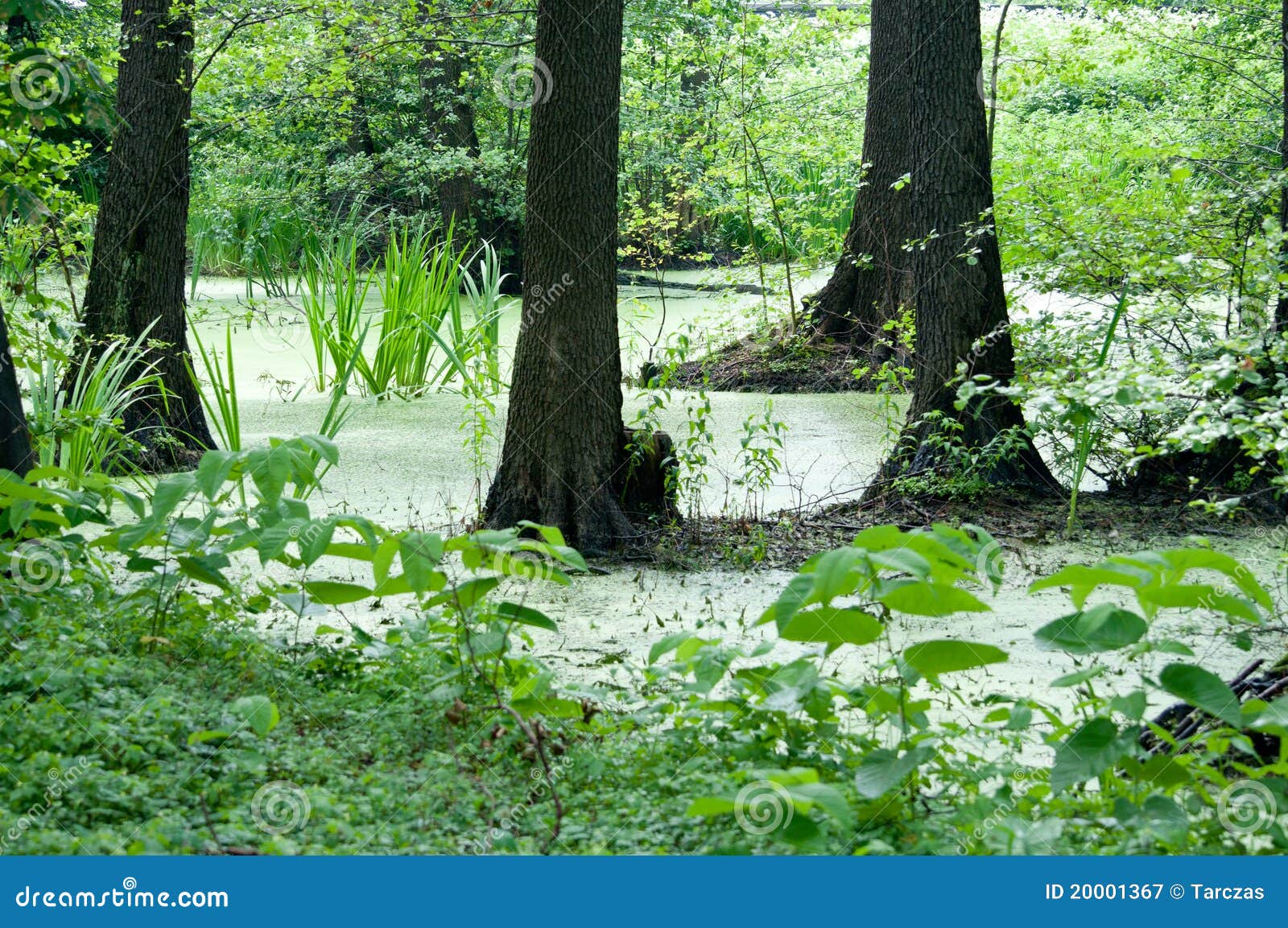 Sumpf im Wald stockbild. Bild von baum, grün, landschaft - 20001367