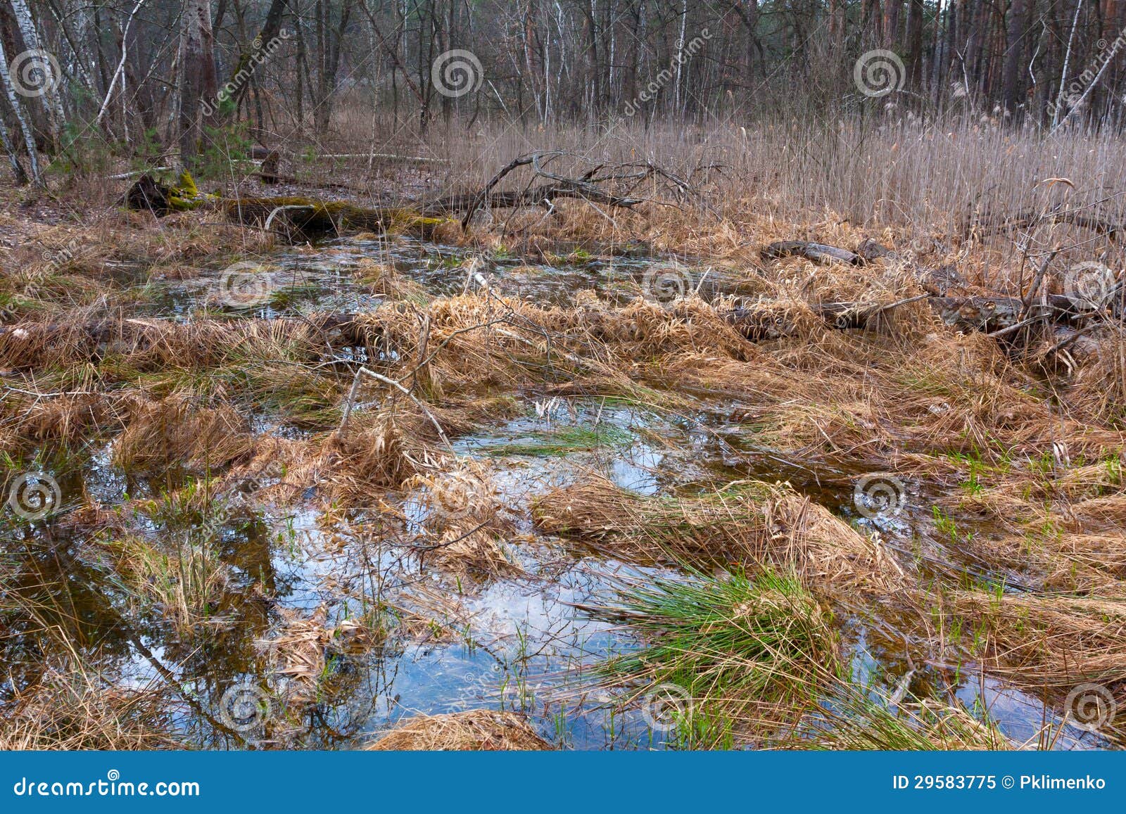 Sumpf im Wald stockbild. Bild von grün, ruhe, nave, farbe - 29583775