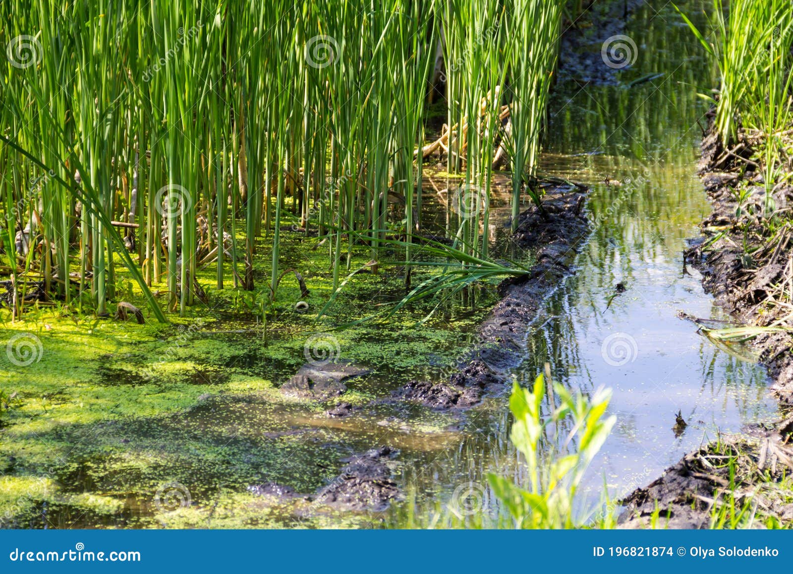 Sumpf im Wald stockfoto. Bild von hintergrund, klima - 196821874