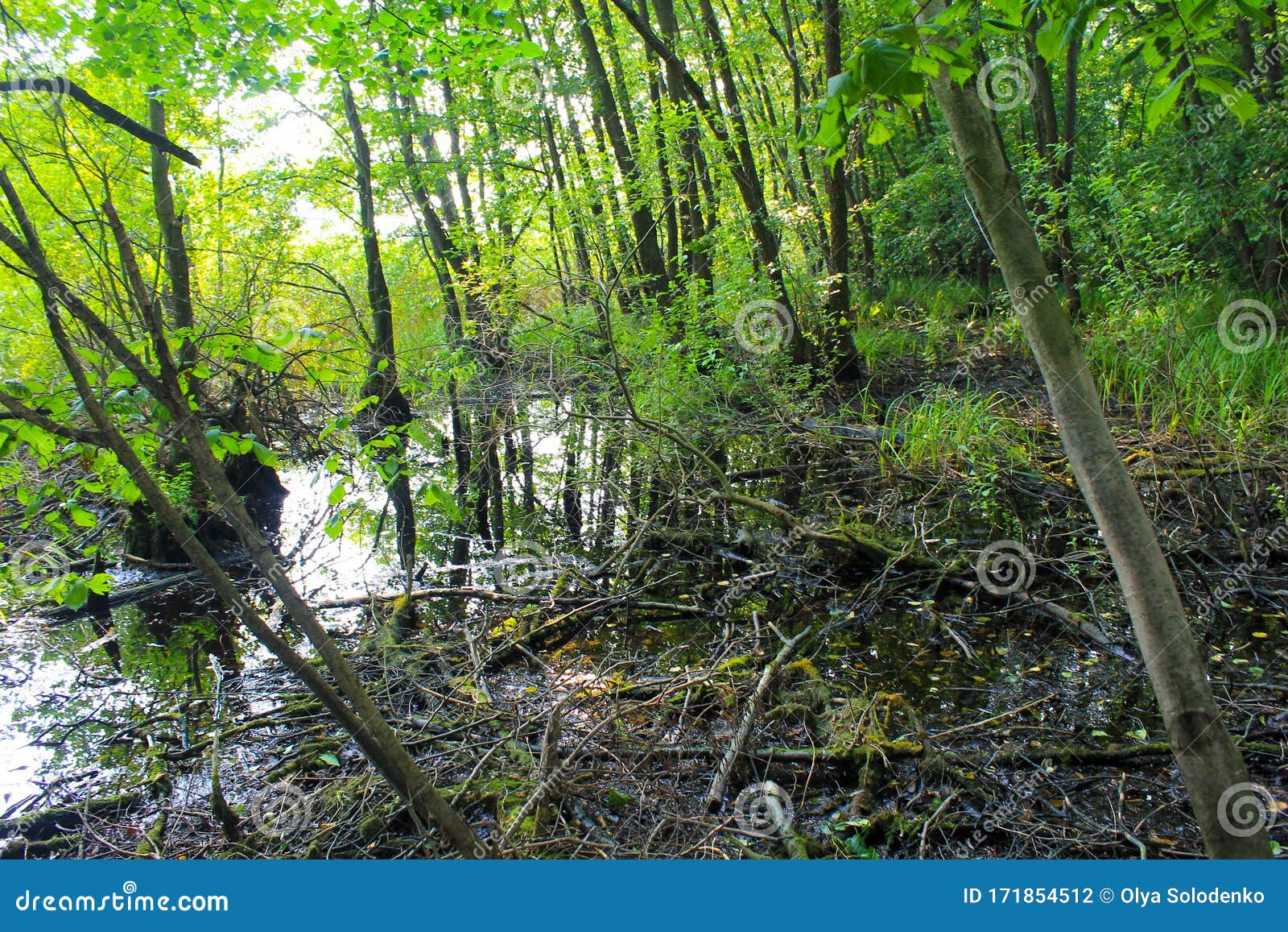 Sumpf im Wald stockfoto. Bild von sumpfig, blatt, laubwechselnd - 171854512