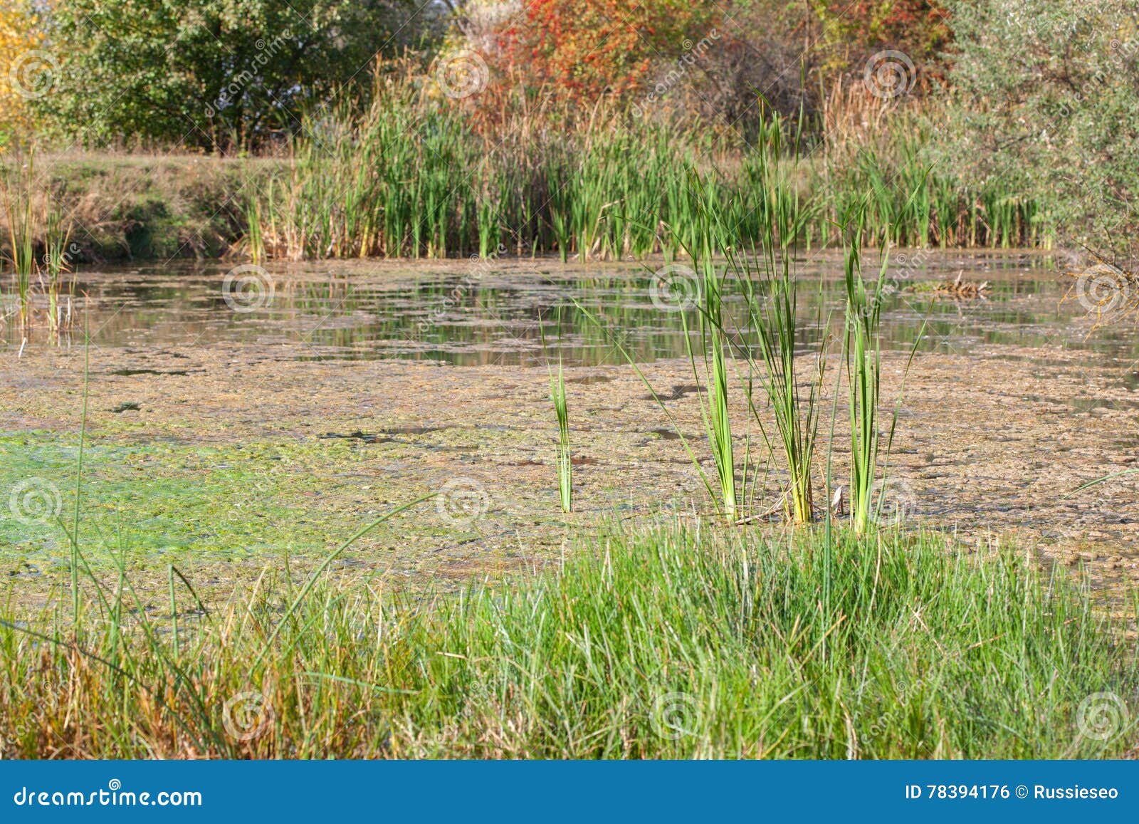 Sumpf mit Schilf stockfoto. Bild von moor, betriebe, botanisch - 78394176