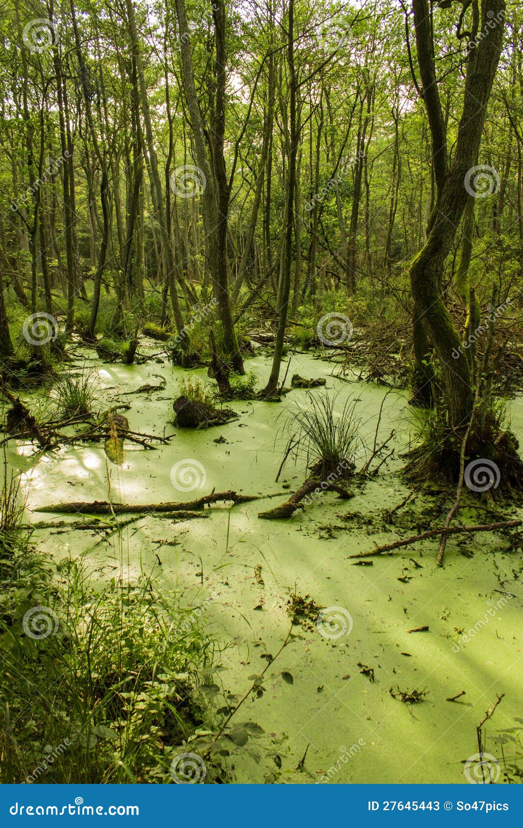 Sumpf und Holz stockbild. Bild von farbe, sumpf, umgebung - 27645443