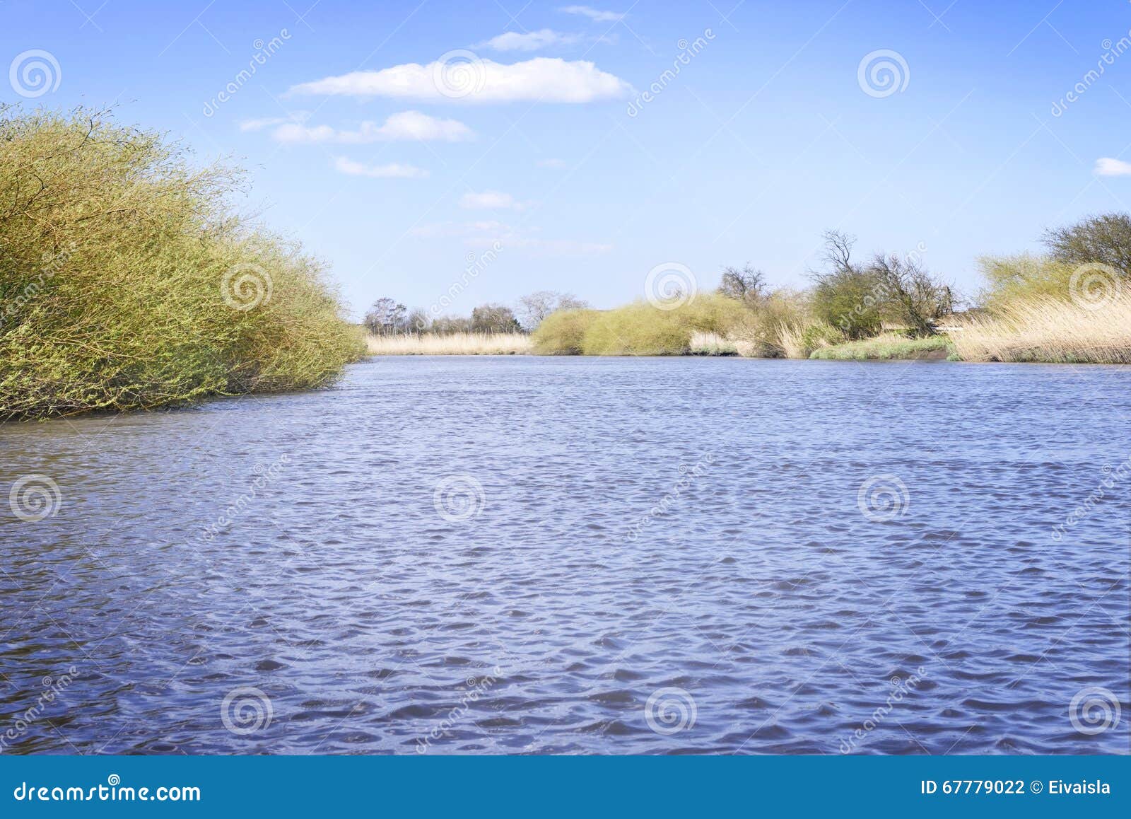 Sumpfgebiet Oder Marschland Mit Schilfen Stockfoto - Bild von ...