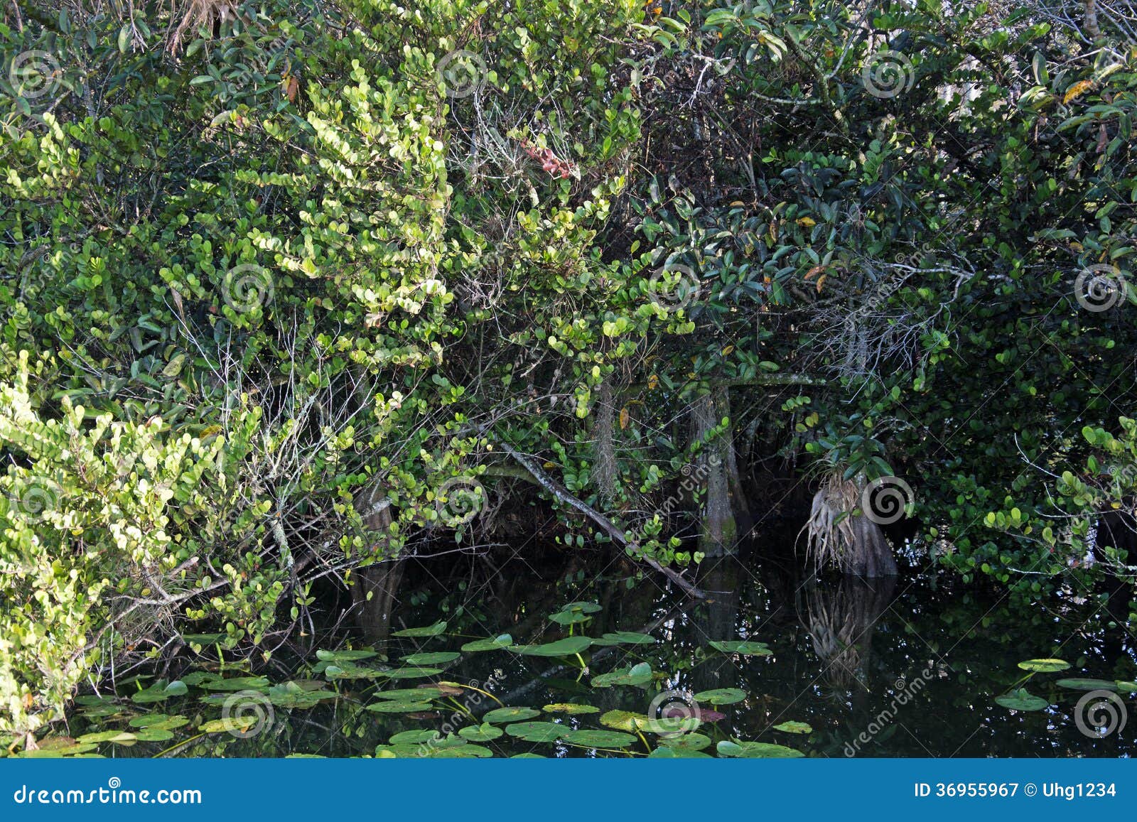 Sumpfgebiete, Florida, USA stockbild. Bild von wasser - 36955967