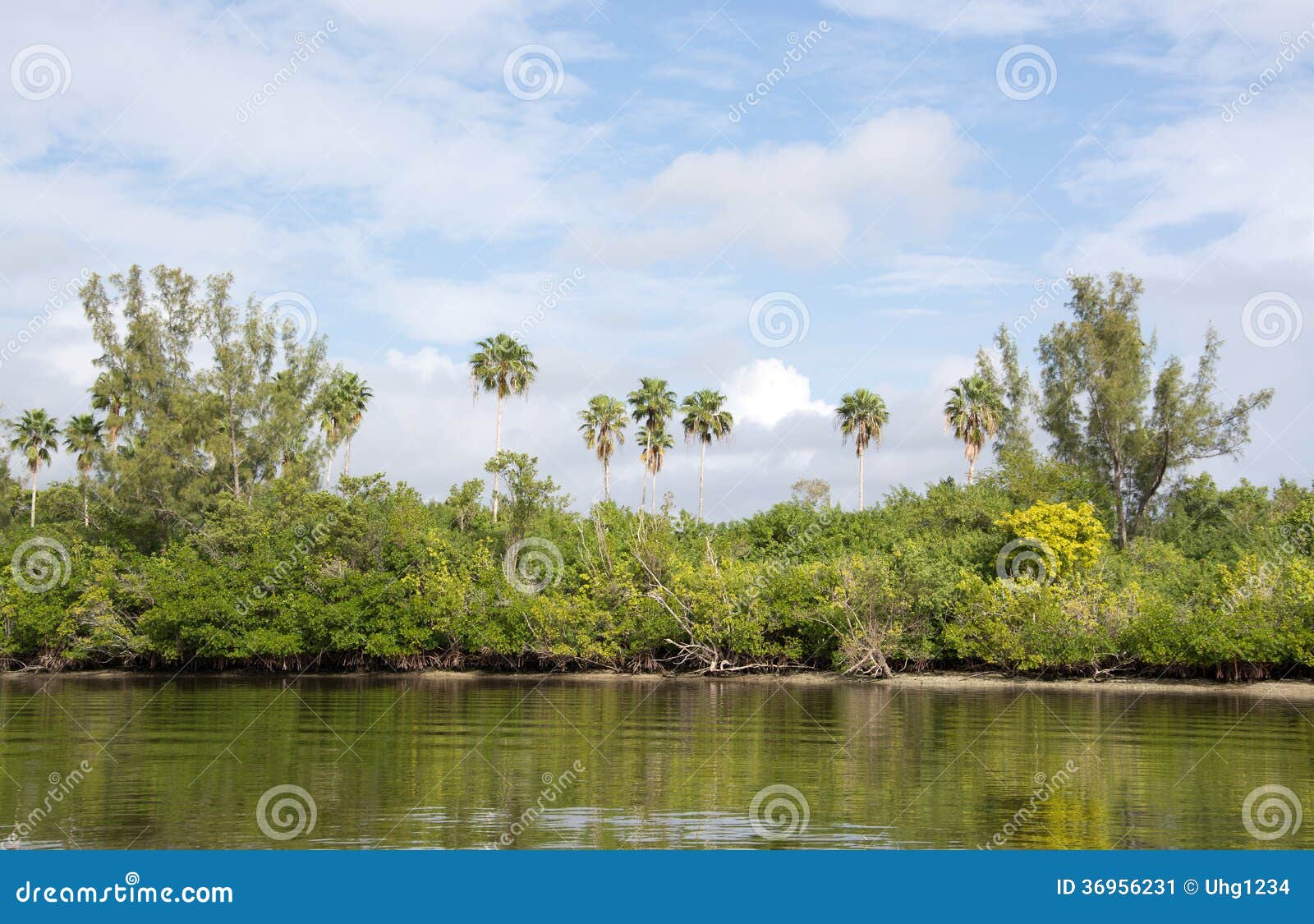 Sumpfgebiete, Florida, USA stockbild. Bild von erbe, subtropisch - 36956231