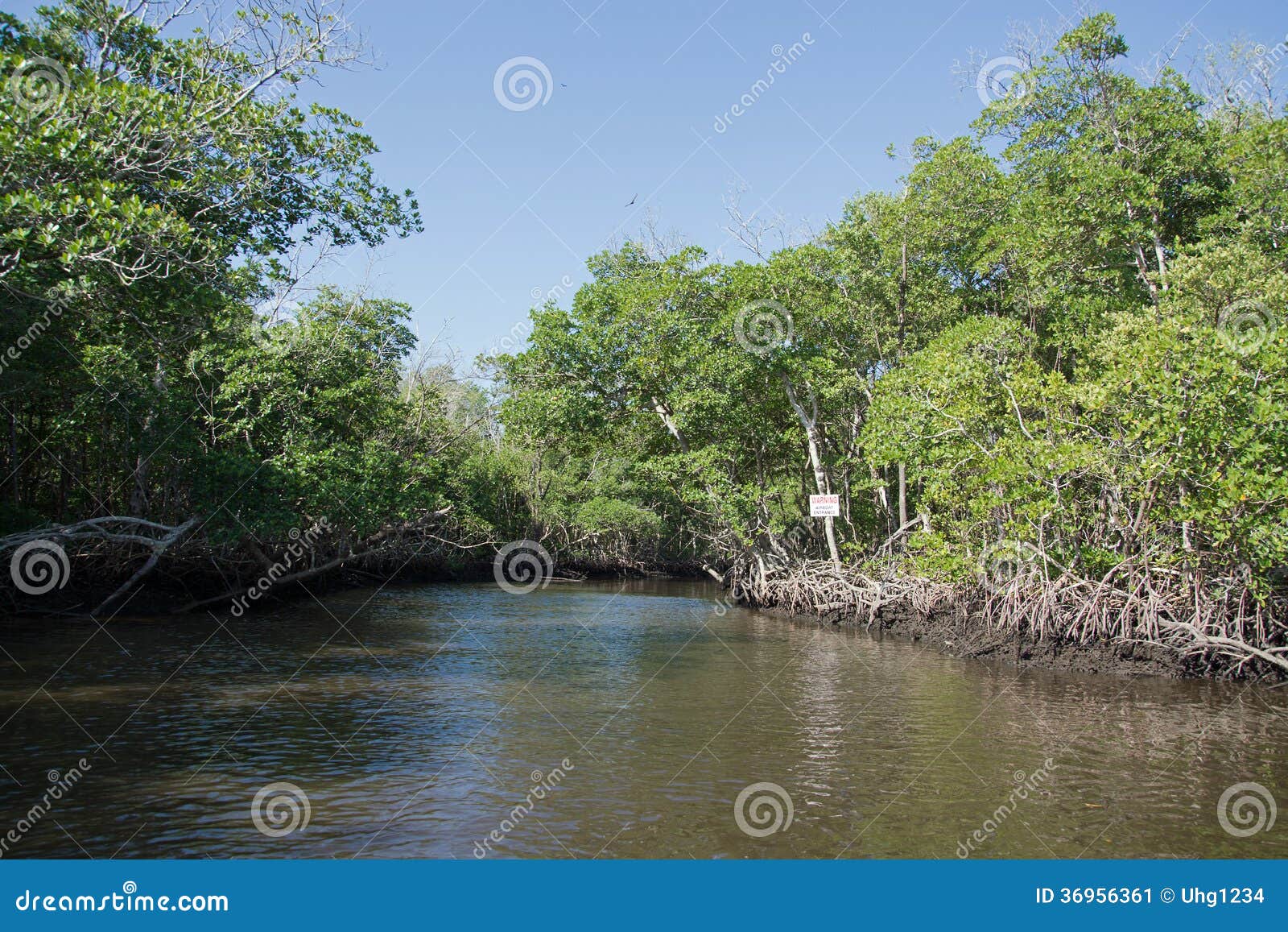 Sumpfgebiete, Florida, USA stockbild. Bild von vereinigt - 36956361