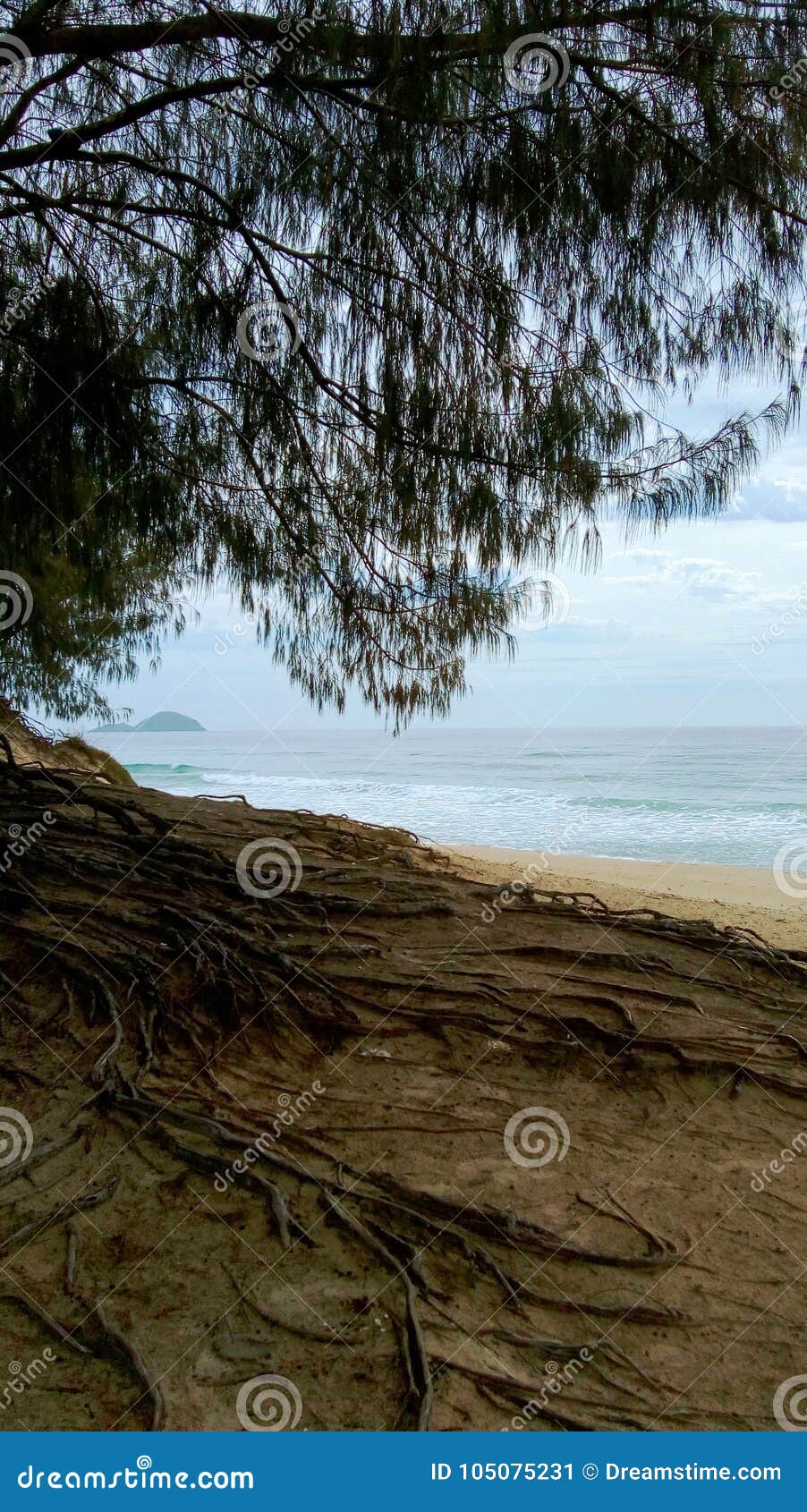 Tree with Large Roots on the Beach Stock Image - Image of roots, wave ...