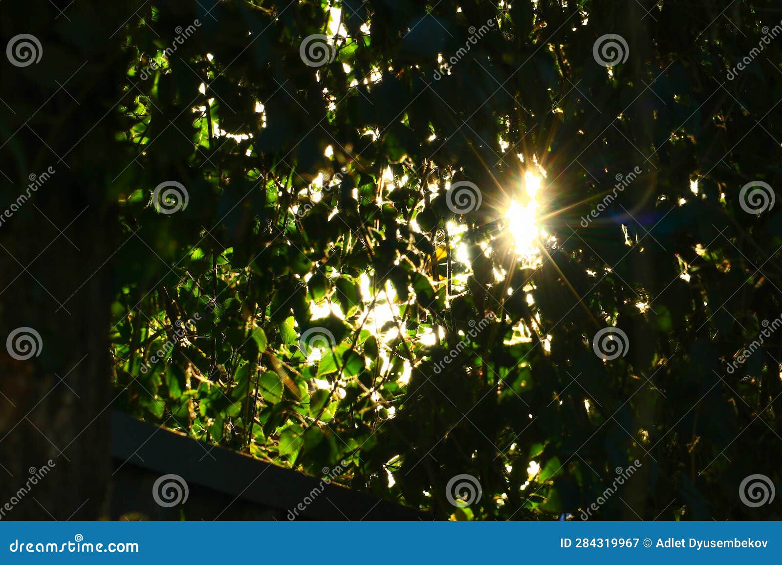 The Sun Appears Behind the Thick Green Leaves of the Tree, Gleaming ...