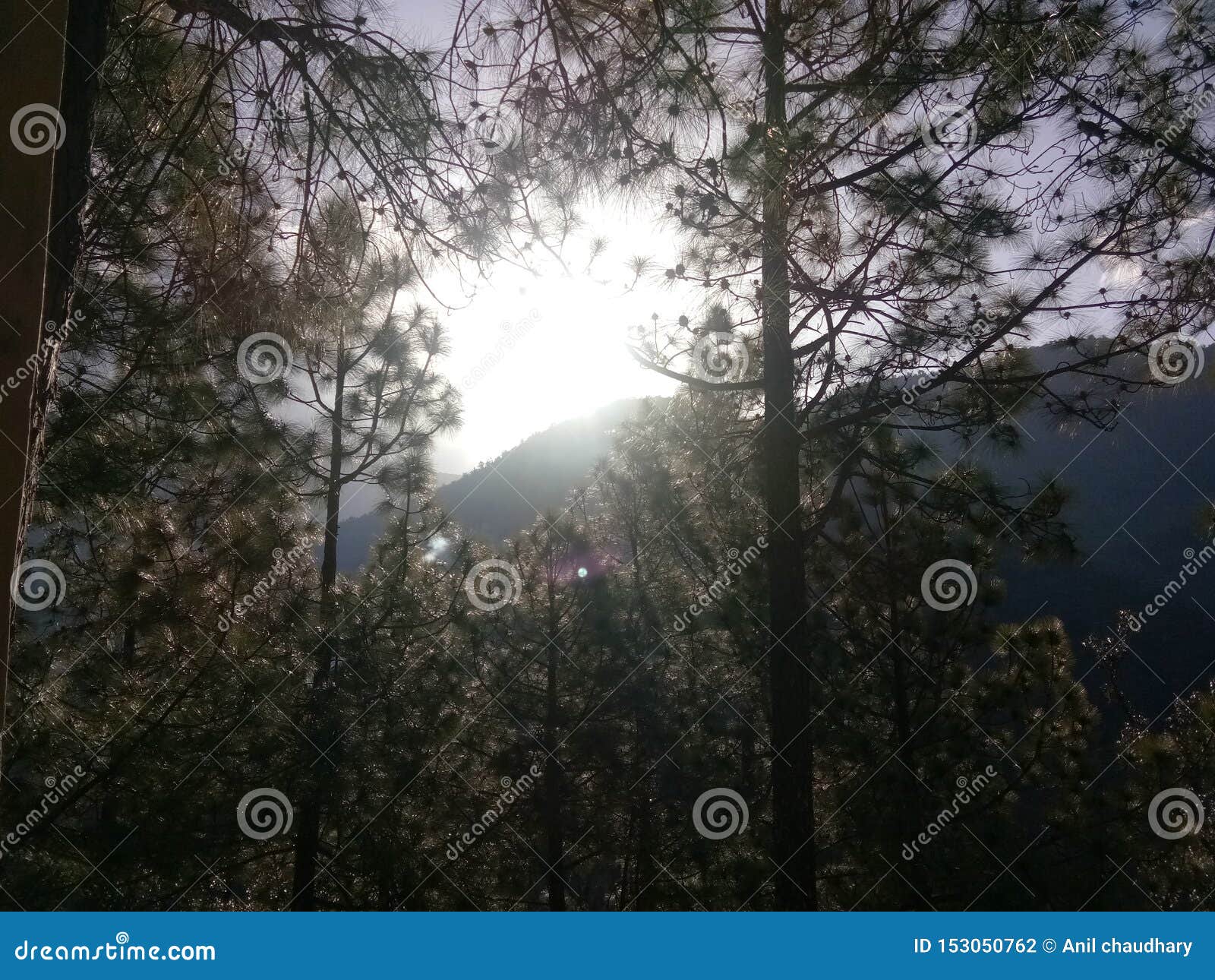 Sun Arise in Mountain between Tree Stock Photo - Image of uttrakhand ...