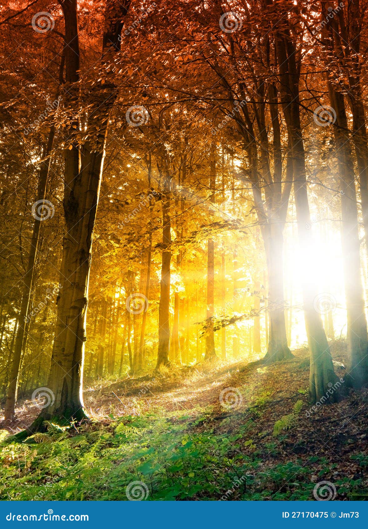 Sun in the autumn forest stock image. Image of shine - 27170475