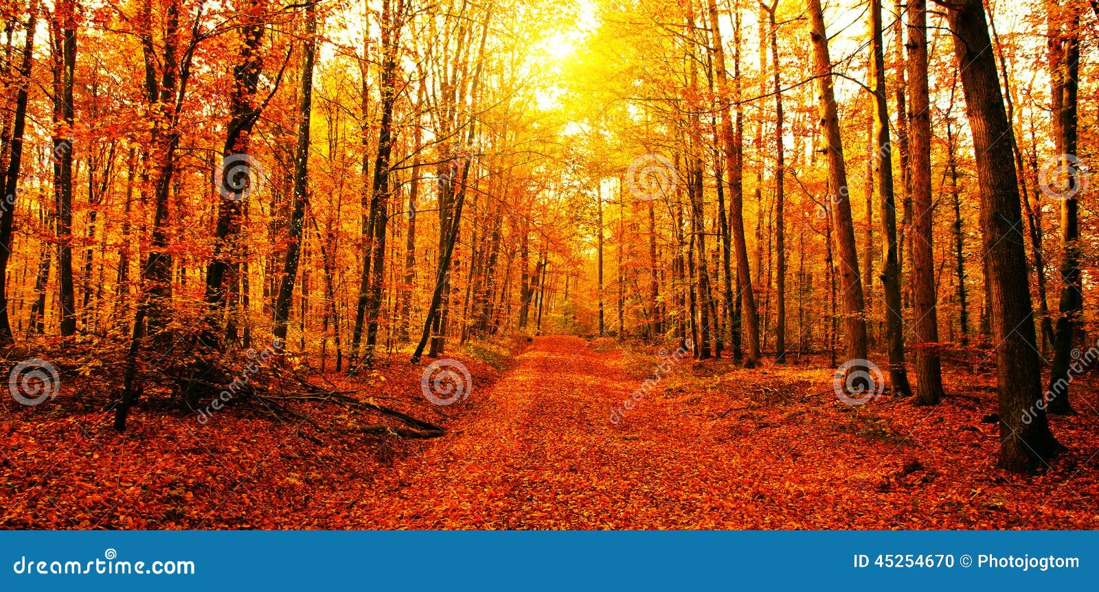 Sun in autumn forest stock photo. Image of foliage, change - 45254670