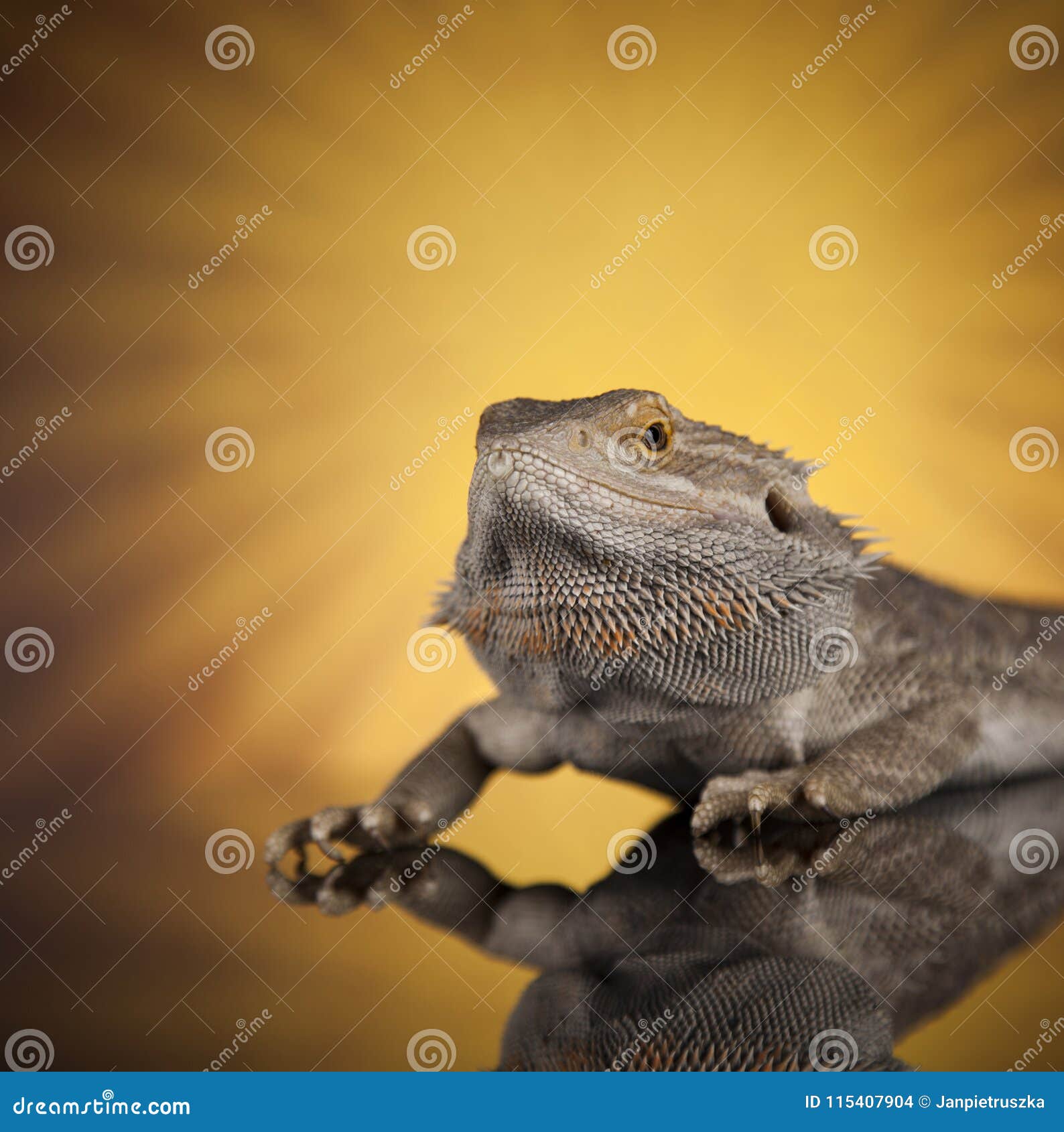 Sun Background, Dragon, Agama Lizard Stock Photo - Image of reptile ...