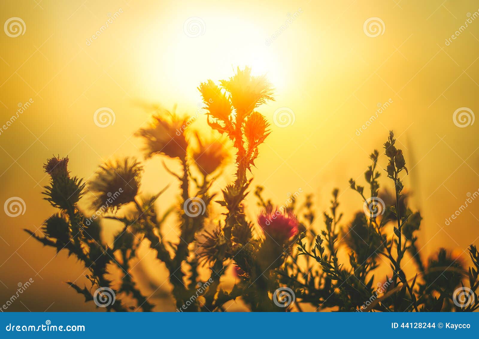 Backlit Flower Clematis, Nelly Moser Stock Photography | CartoonDealer ...