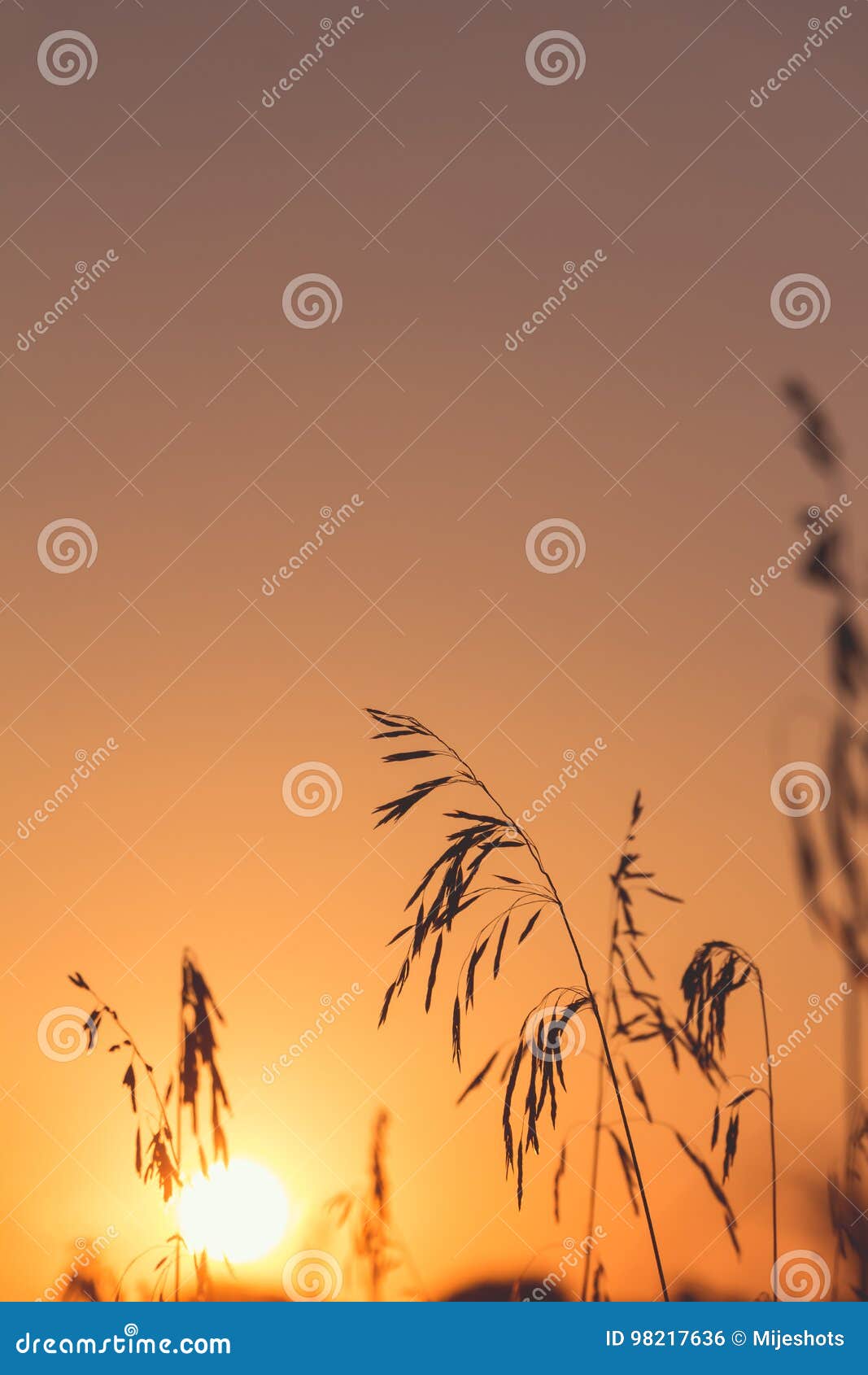 Sun in backlit stock photo. Image of stimmung, blade - 98217636