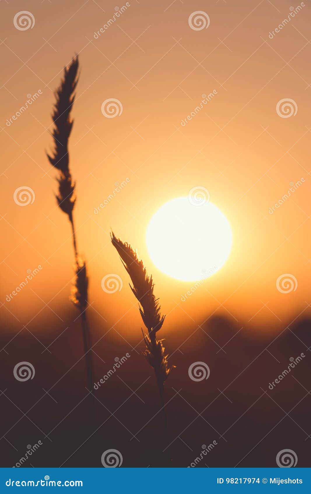 Sun in backlit stock photo. Image of summer, natur, sonnenaufgang ...