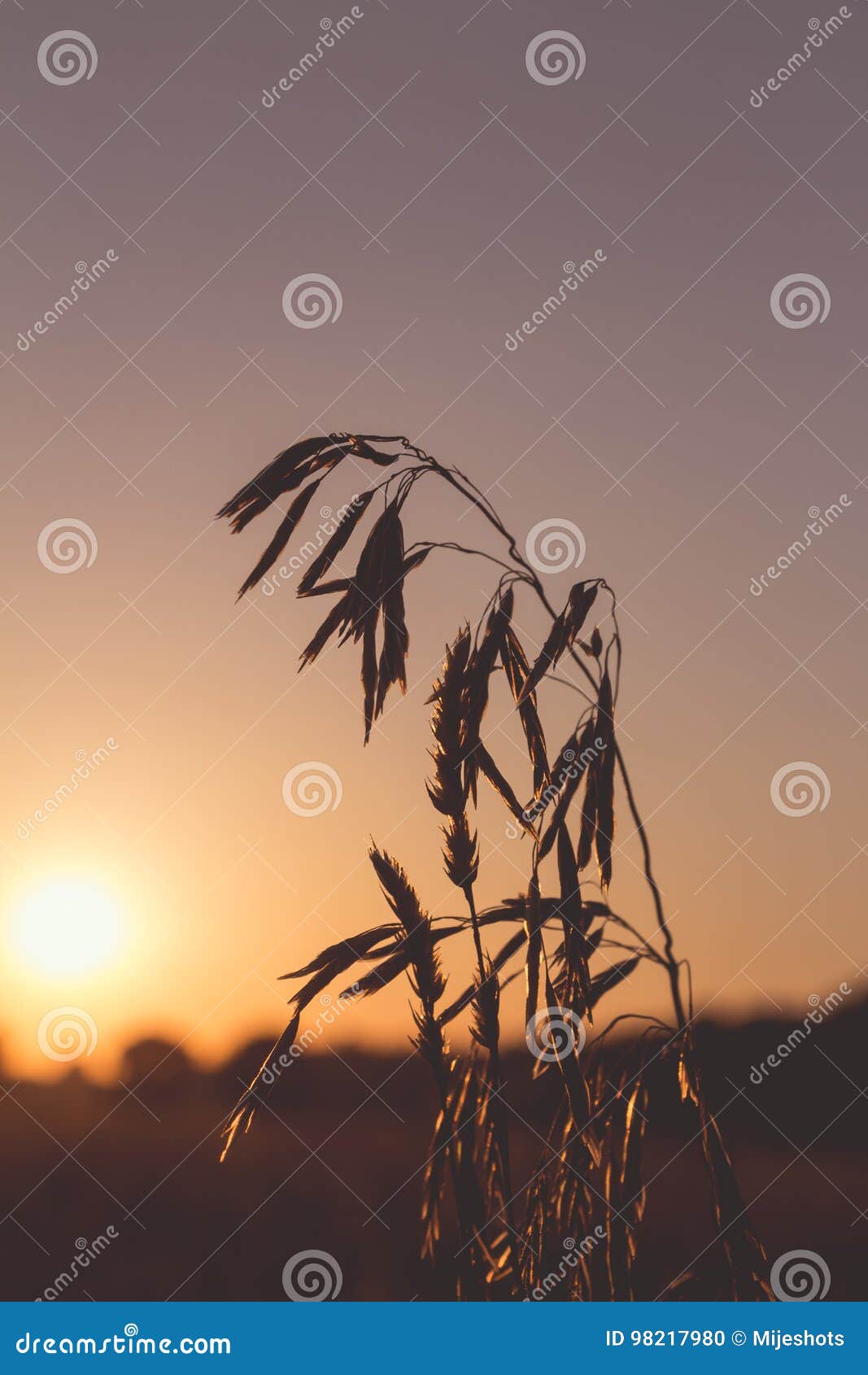 Sun in backlit stock photo. Image of life, backlight - 98217980
