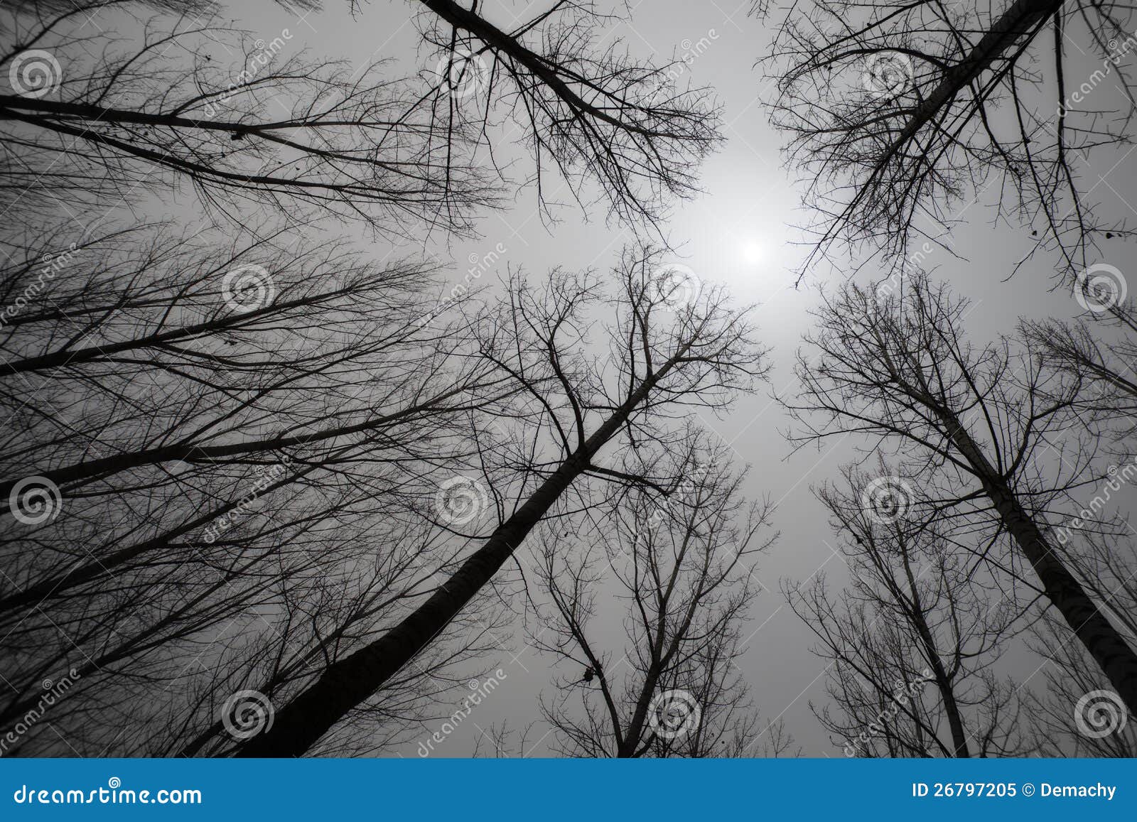 Sun through bare trees stock image. Image of mist, sunbeam - 26797205