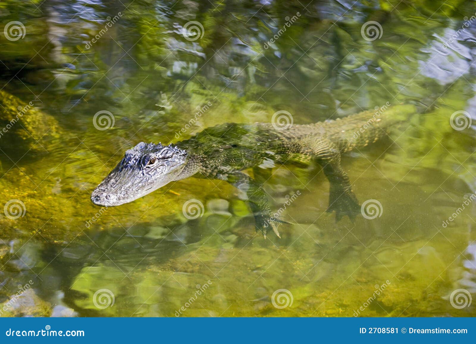 Sun basking alligator stock image. Image of reptile, animal - 2708581