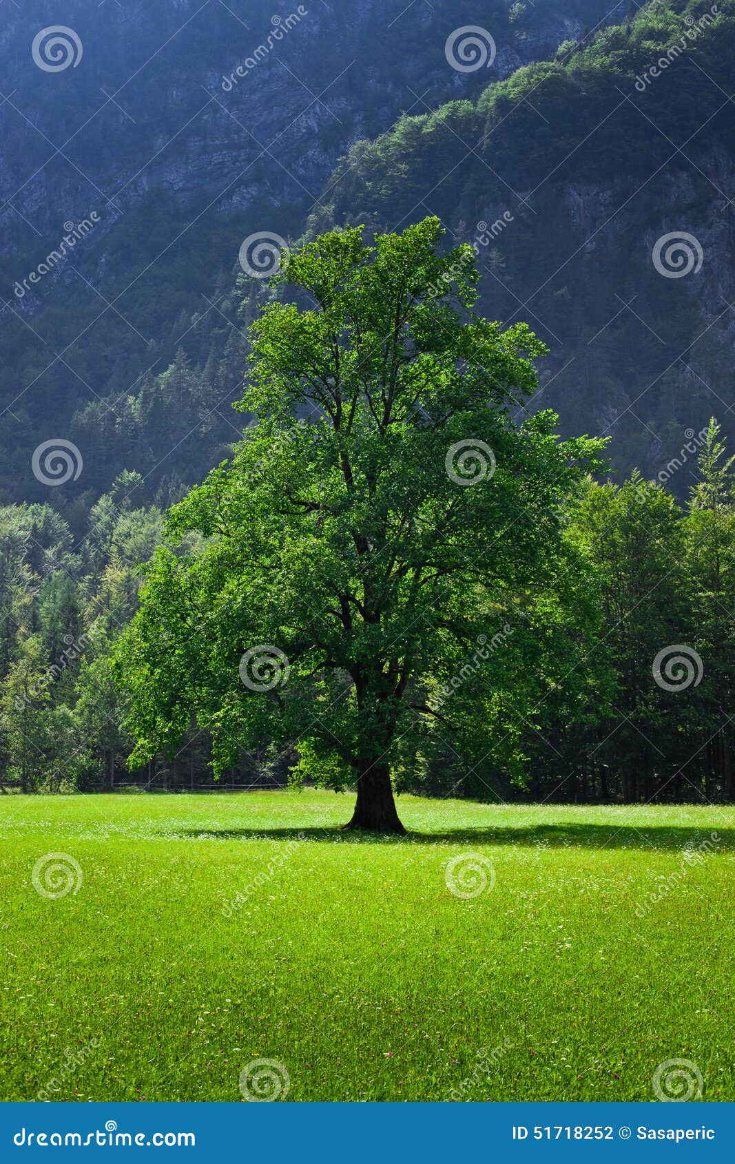 Sun bathed tree stock photo. Image of landscape, slovenia - 51718252