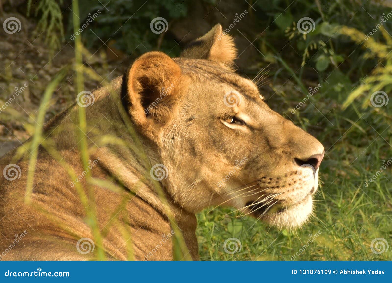 Sun bathing lion stock image. Image of enjoying, bathing - 131876199