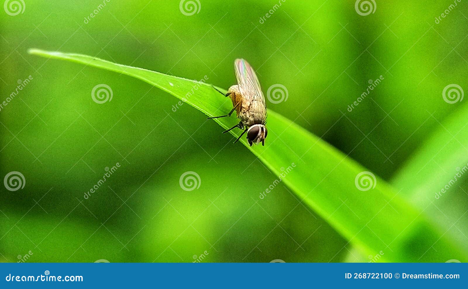 Sun Bathing Mode of Baby Flies Stock Photo - Image of baby, mode: 268722100