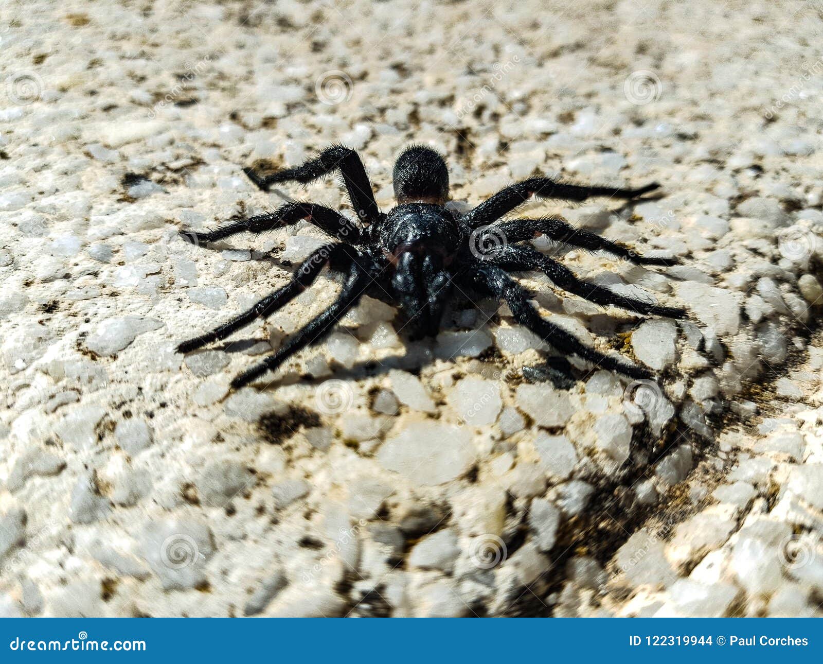 Spanish tarantula stock photo. Image of tarantula, bathing - 122319944