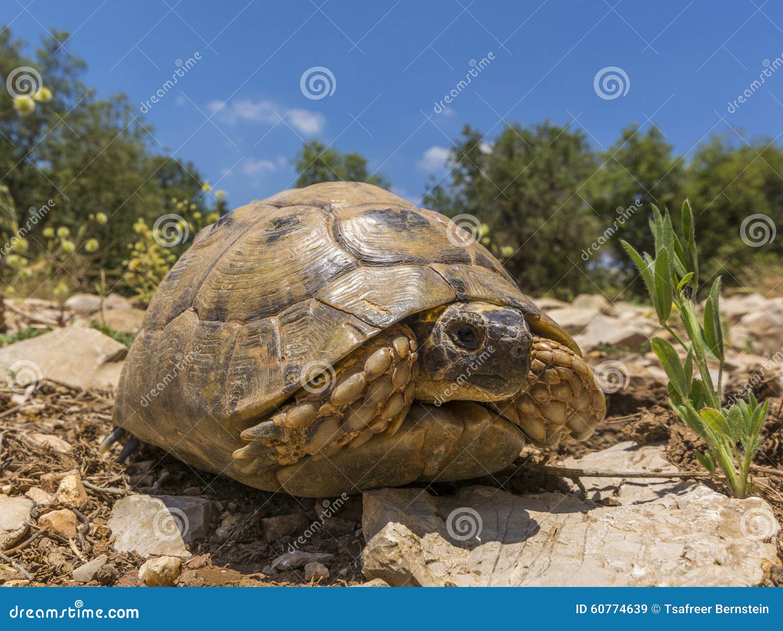 Sun Bathing Tortoise from Ground Level Stock Image - Image of pets ...