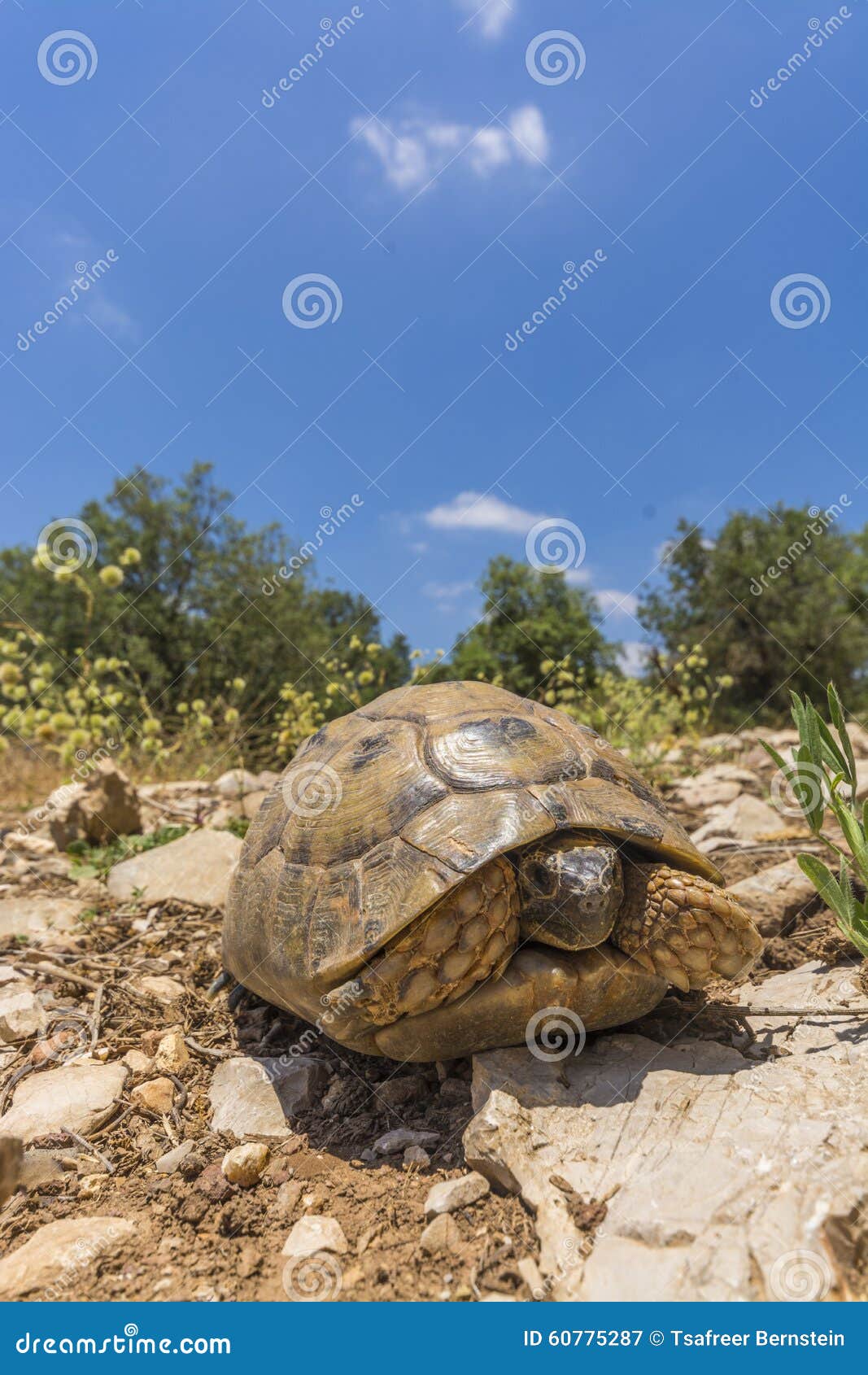 Sun Bathing Tortoise from Ground Level Stock Image - Image of meadow ...
