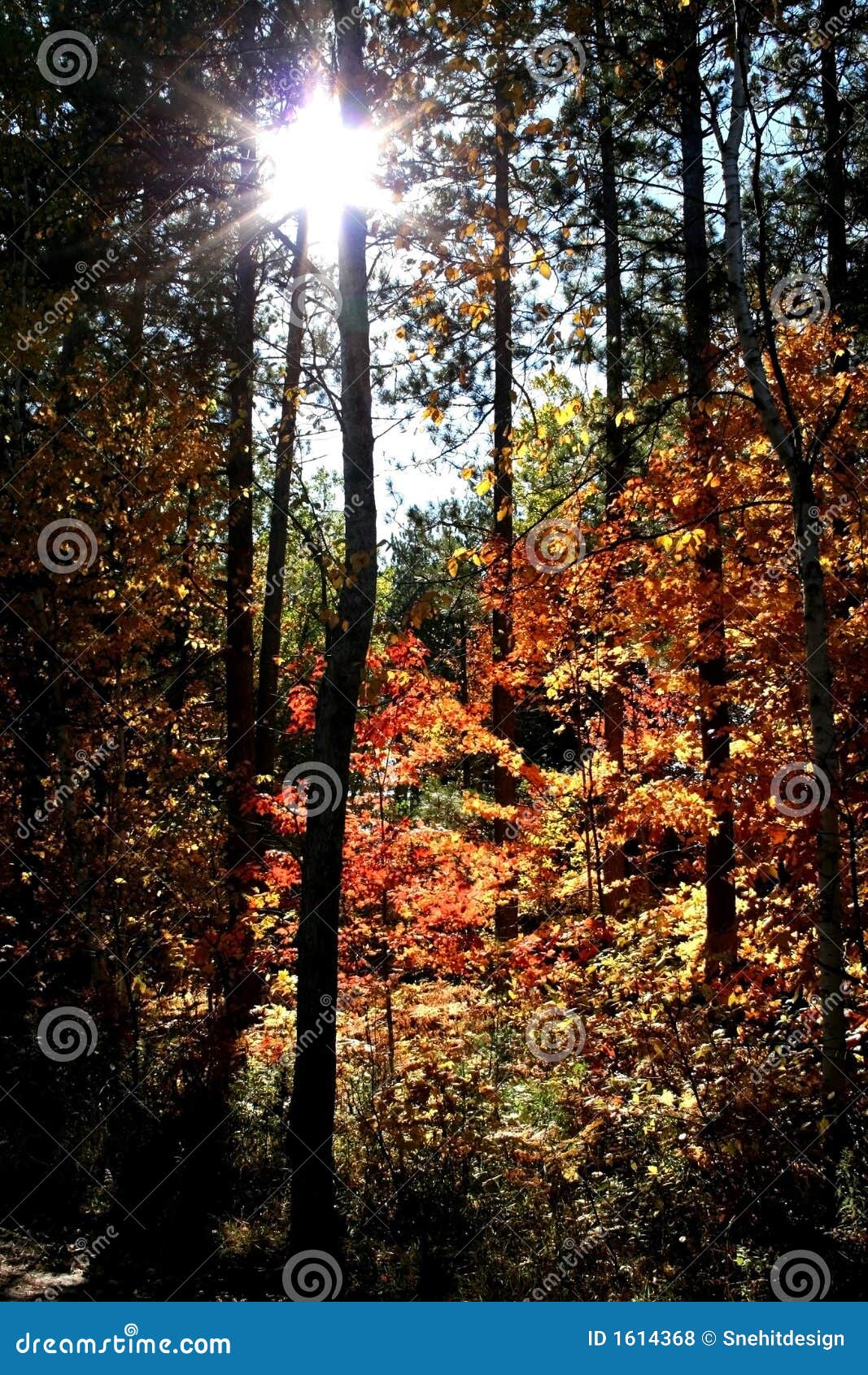 Sun Beam through Autumn Trees Stock Photo - Image of environment, hike ...