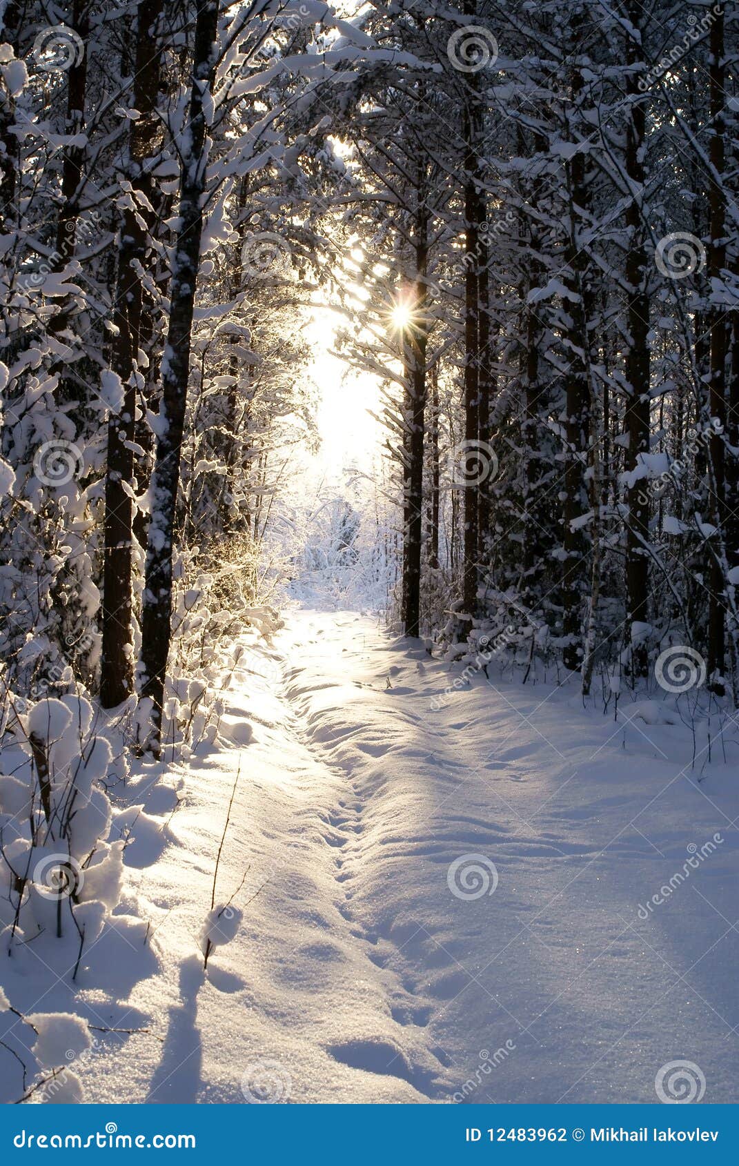Dark Snowy Forest Path