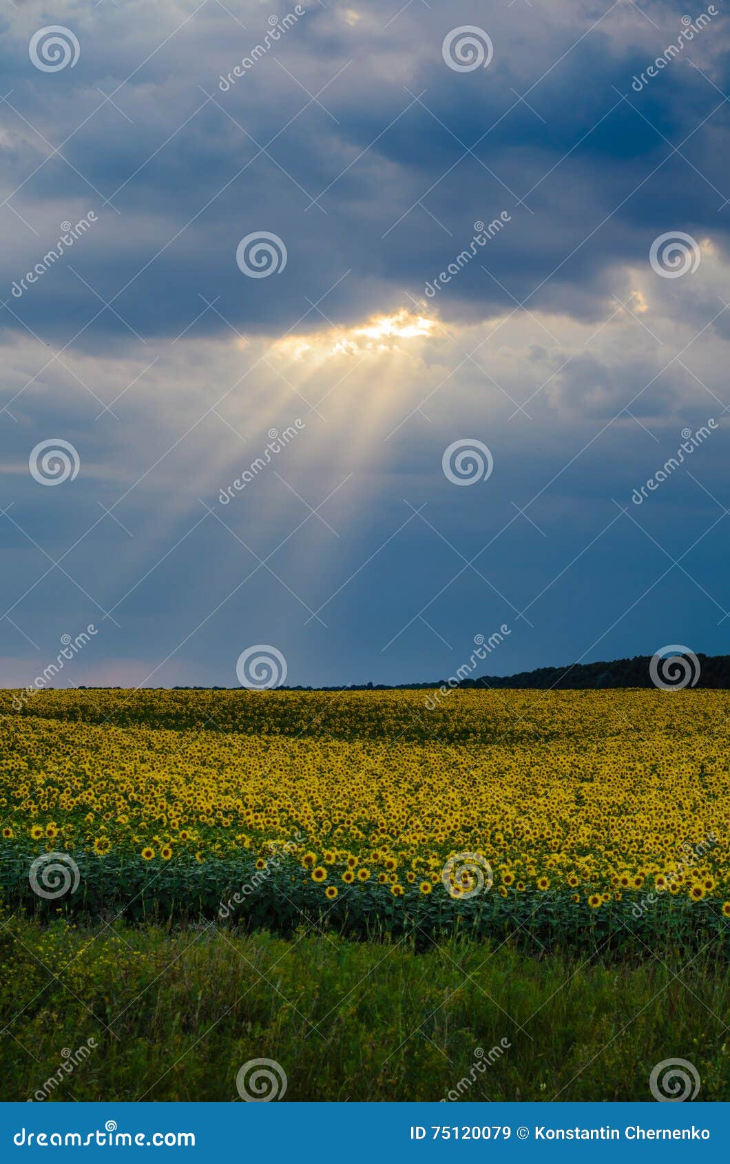Sun Beam Over the Sunflowers Field in Summer. Stock Image - Image of ...