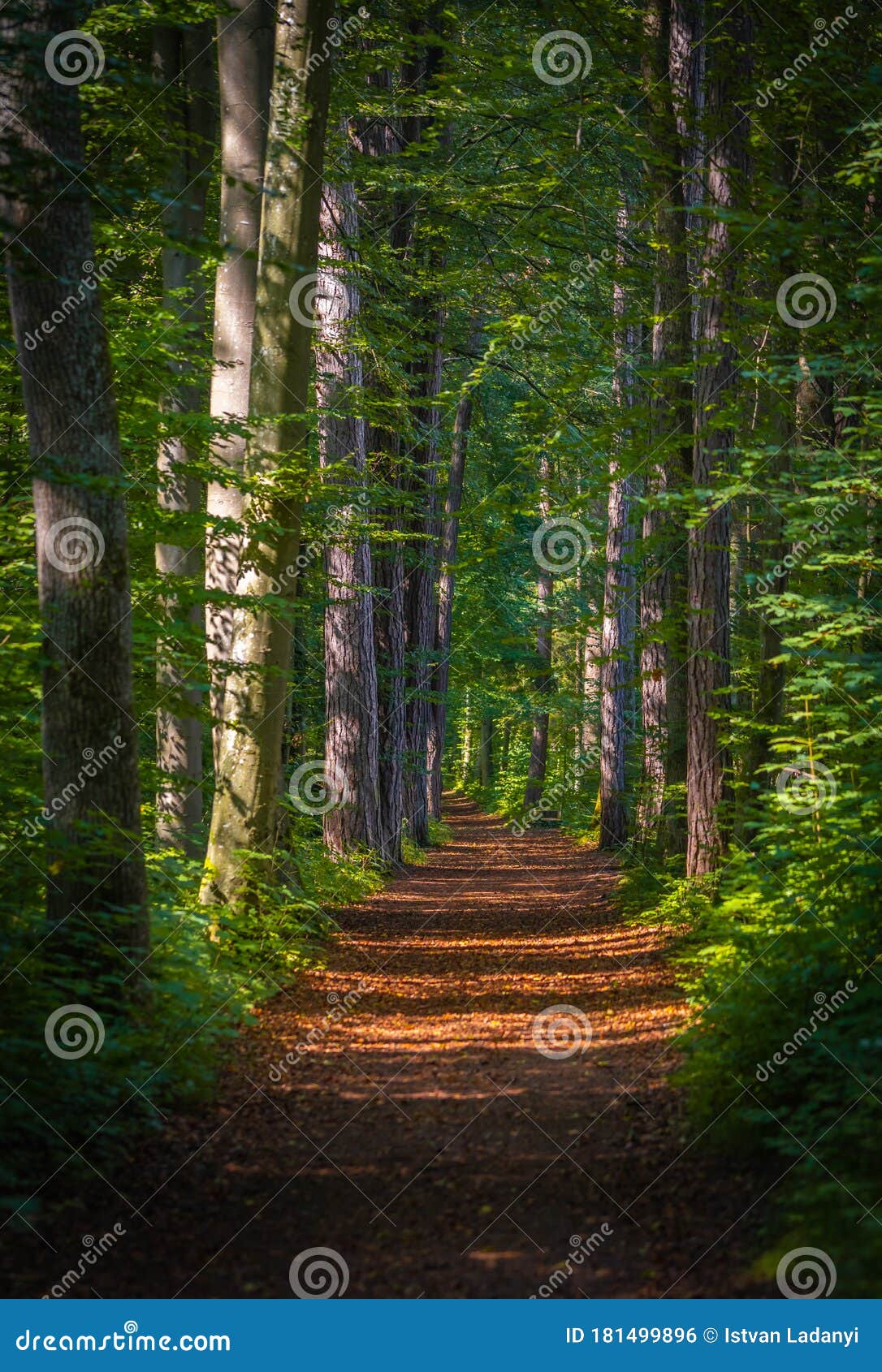 Sun Beam on a Pathway in a Forest Stock Photo - Image of forest, deep ...