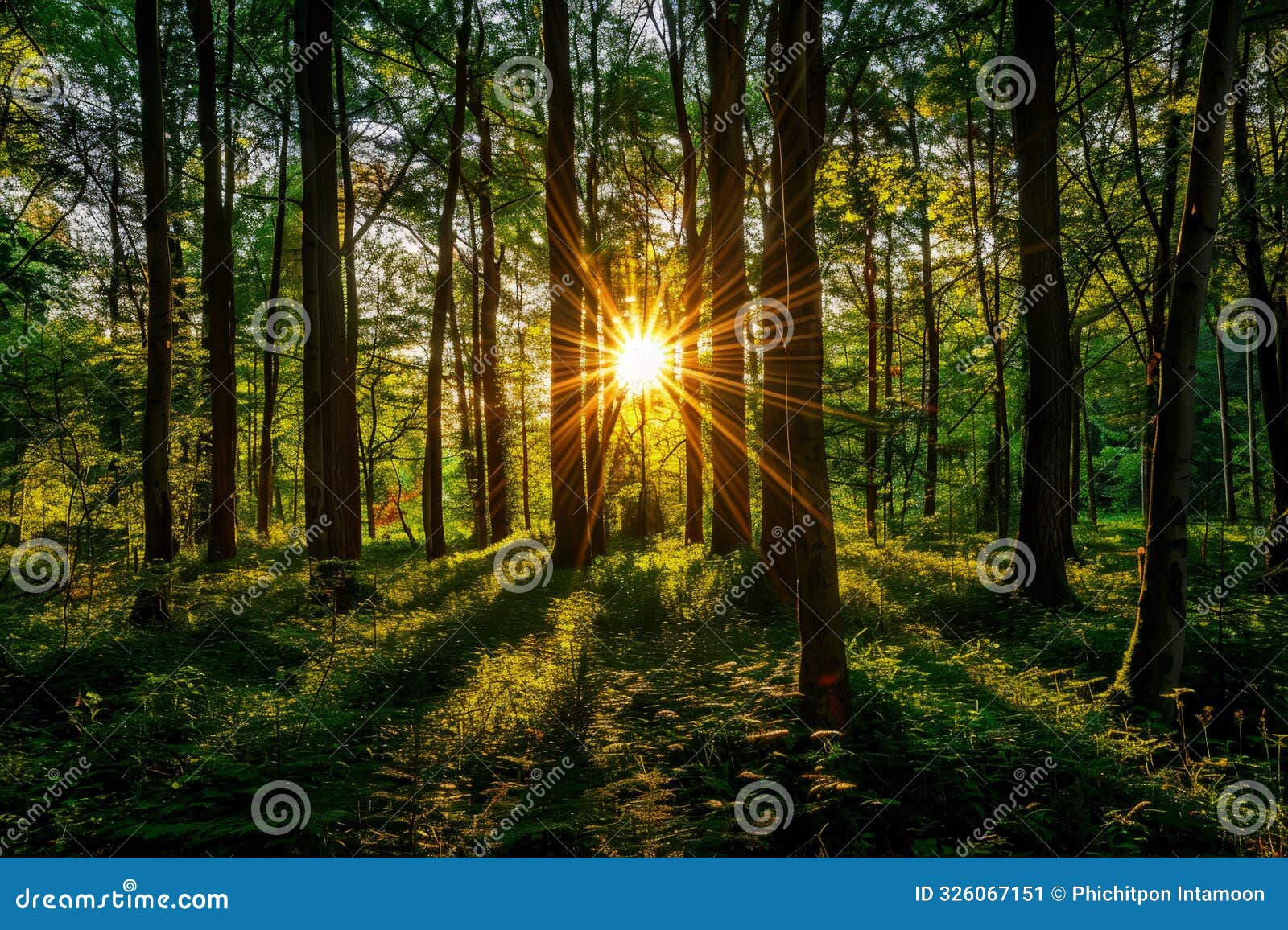 The Sun Beam Shines through the Trees in the Forest on a Path ...