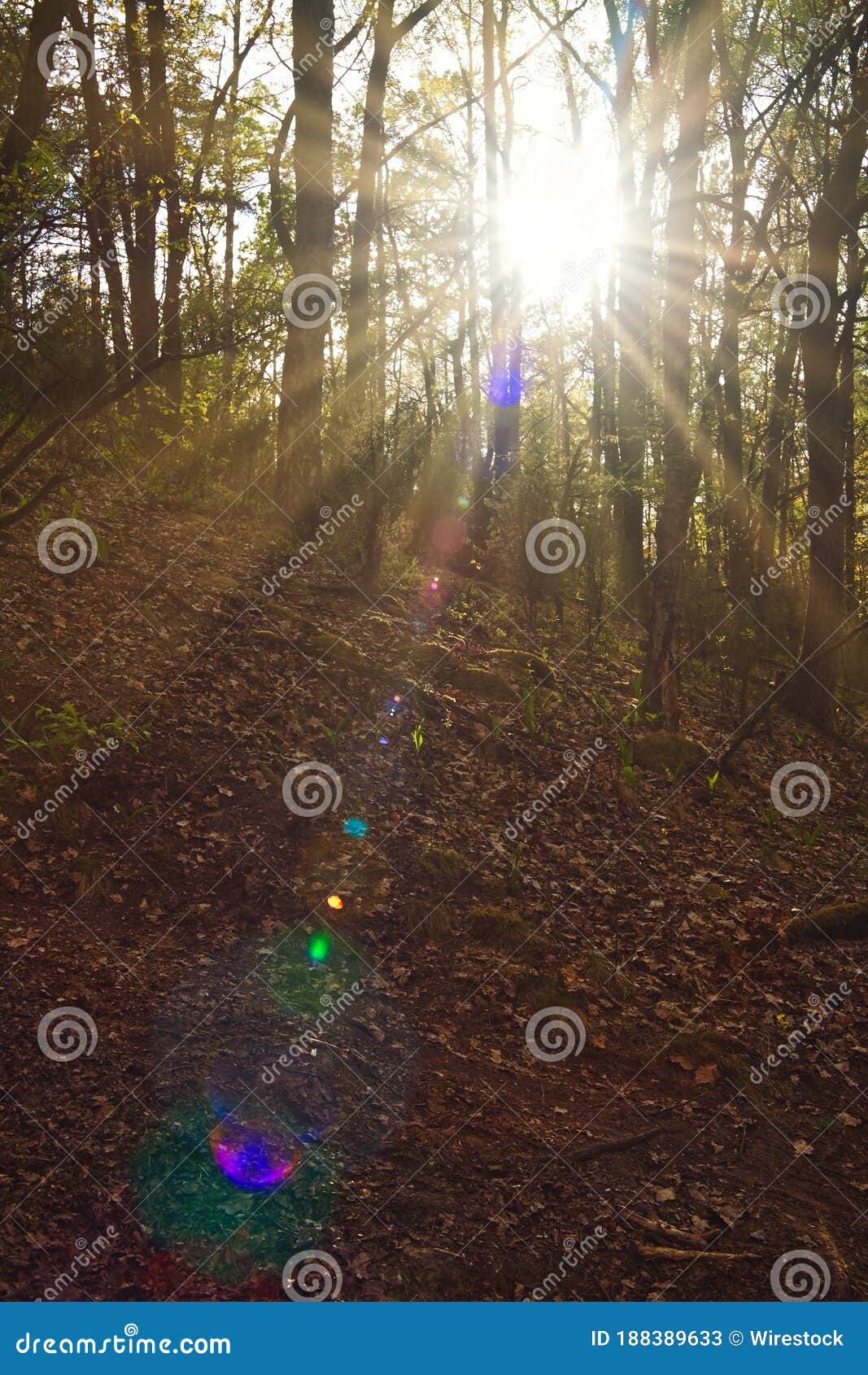 Sun Beaming through Trees in a Forest Stock Image - Image of outdoor ...